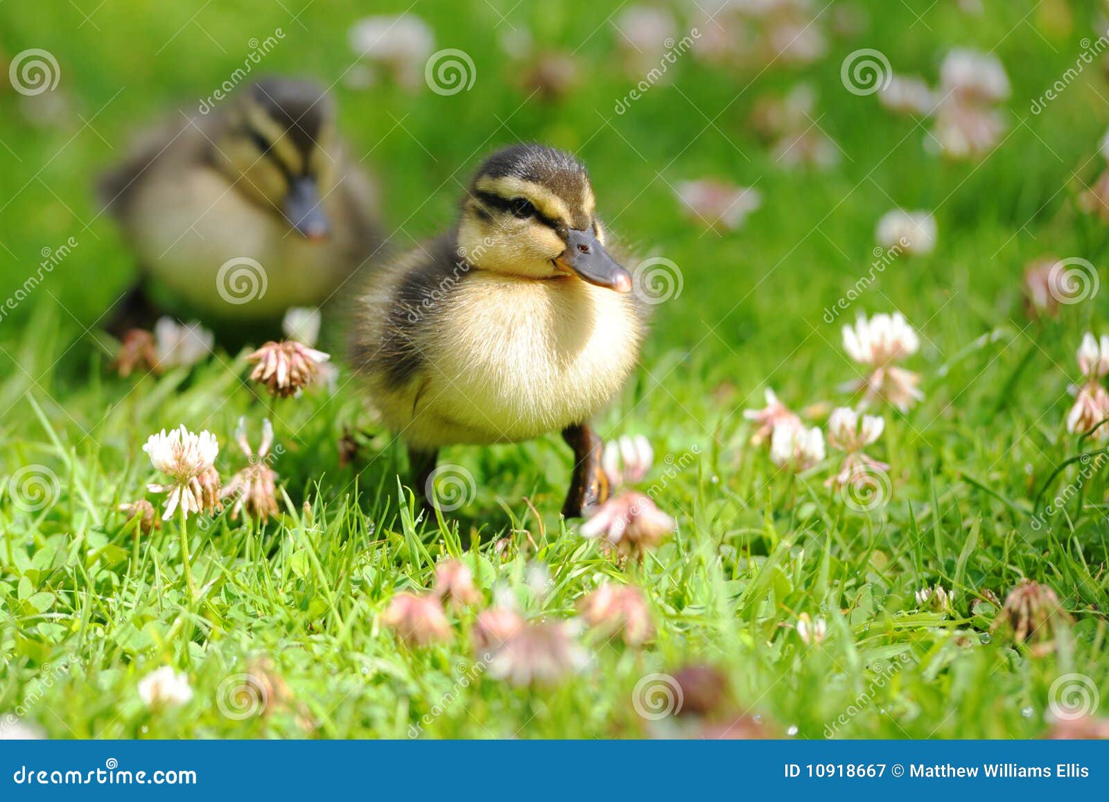 Pair of Ducklings Waddling through Grass Stock Image - Image of green ...