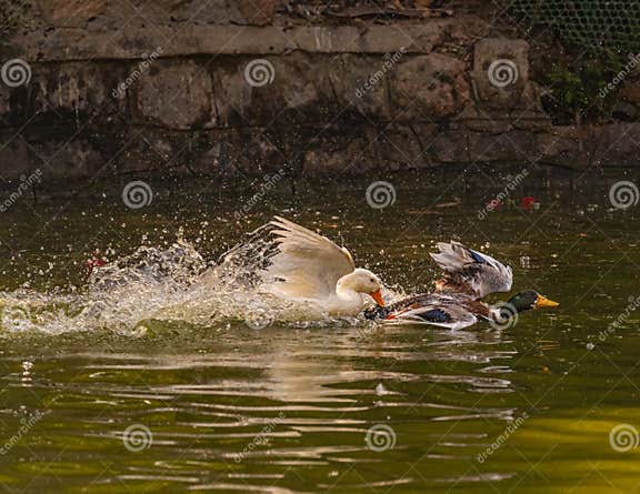 A Pair of Ducks in Breeding Stock Photo - Image of water, mallard ...