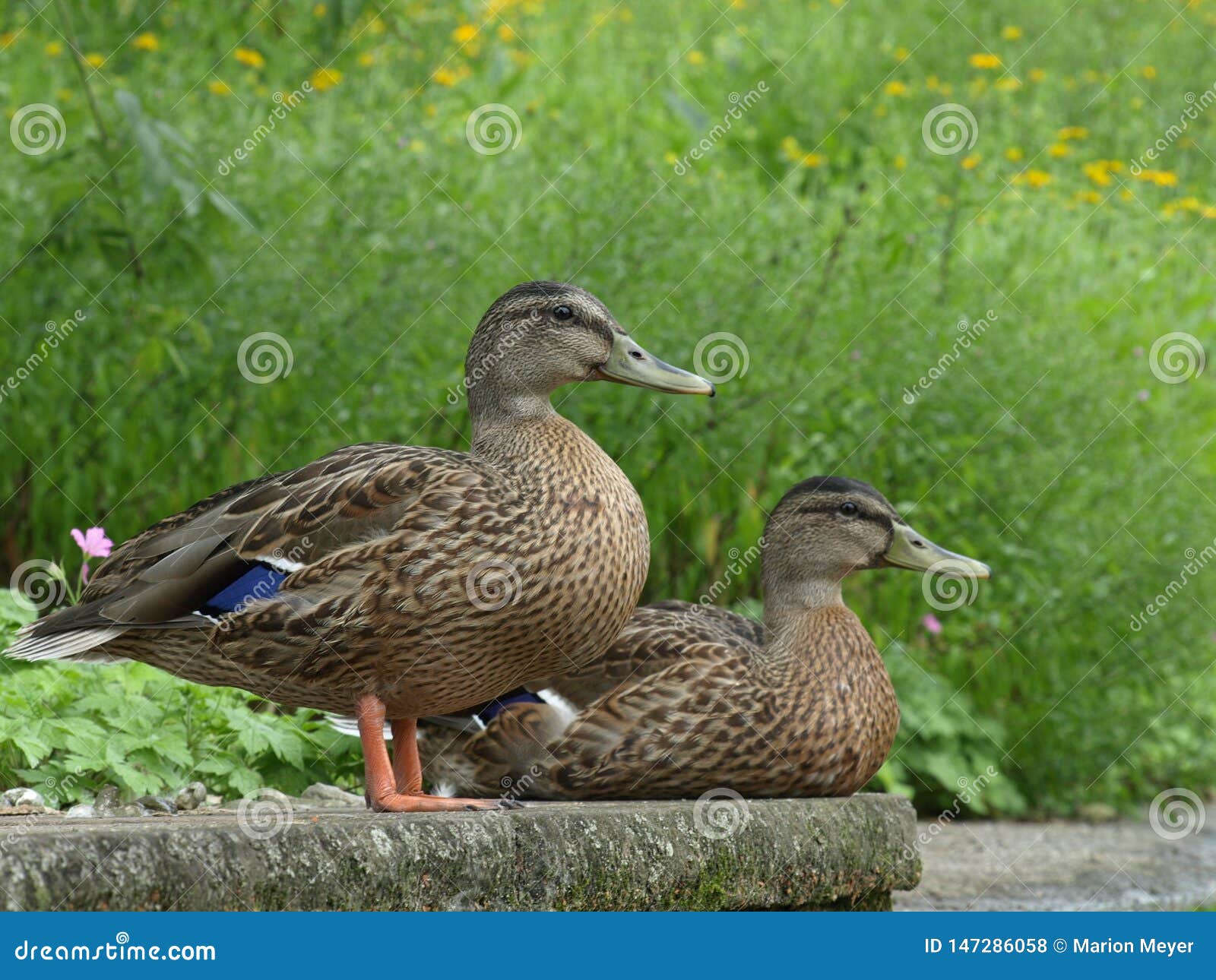 Pair of Ducks Courtship in a Park Stock Photo - Image of pair ...