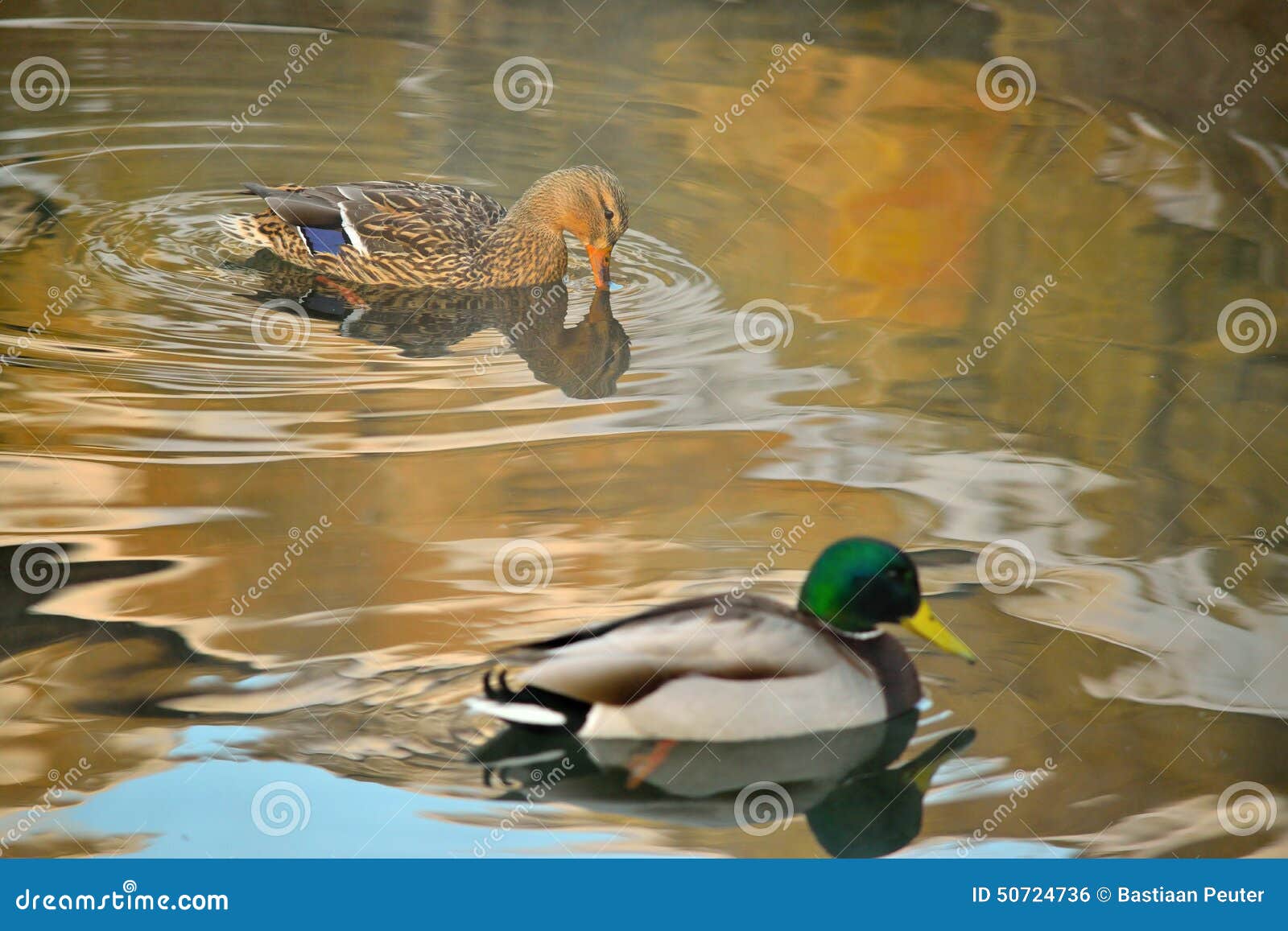 Pair of Ducks stock photo. Image of swimming, relationship - 50724736