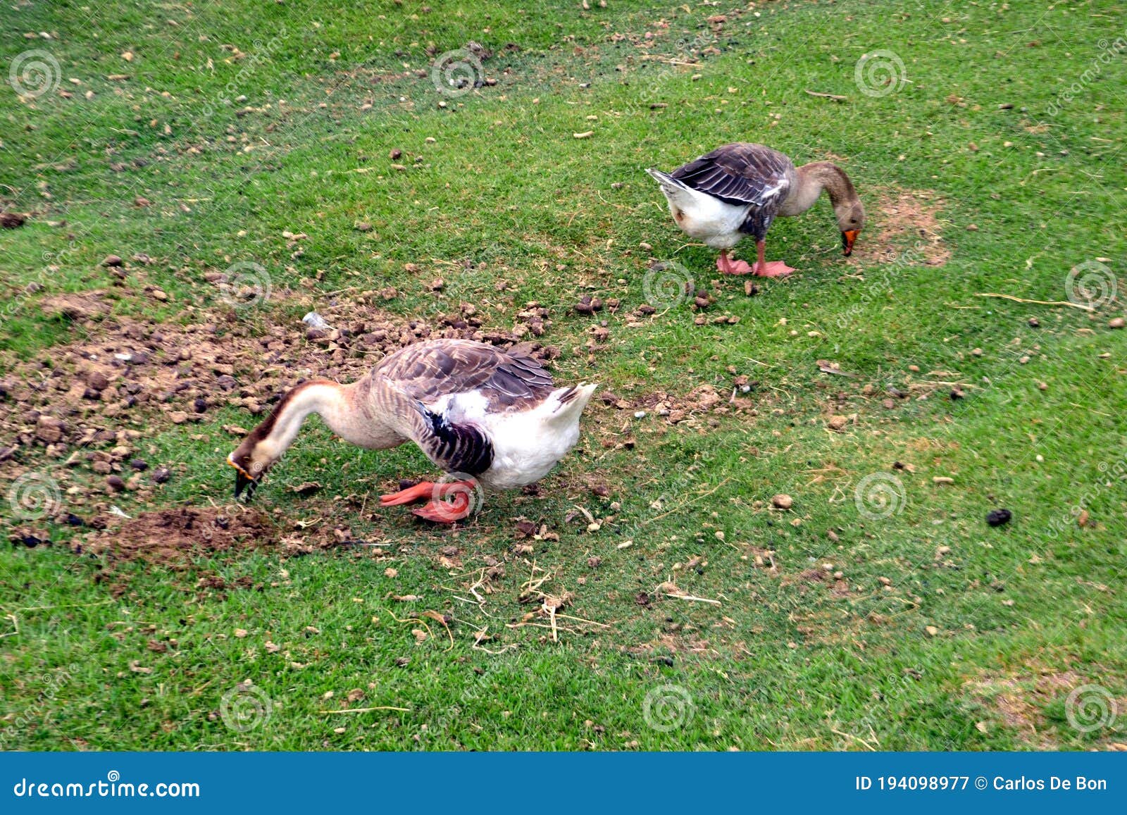 Oca ducks in the fields stock image. Image of america - 194098977
