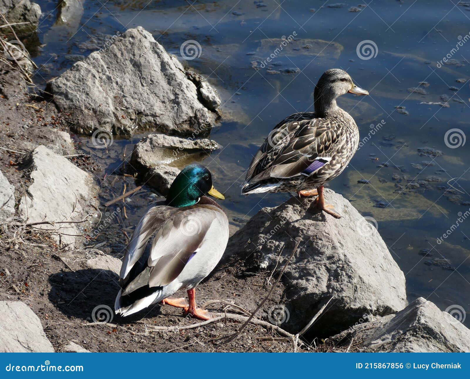 Pair of Ducks stock photo. Image of water, rock, animal - 215867856