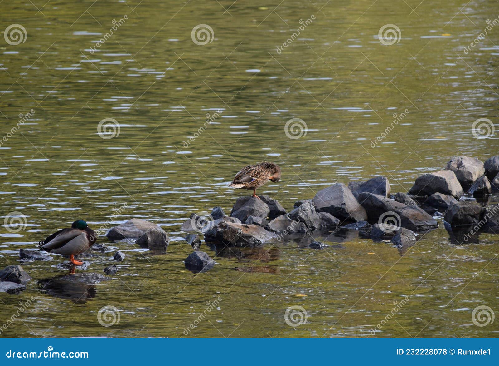 A Pair of Ducks is Sitting on a Wave Protection Embankment Stock Photo ...