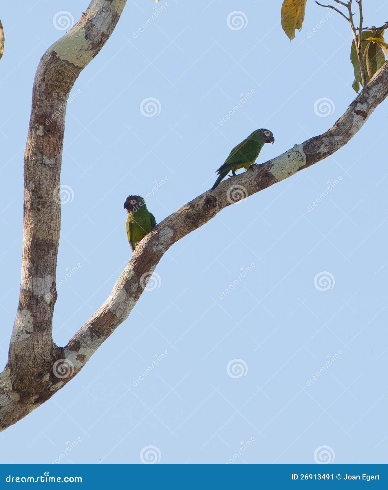 A Pair of the Dusky-headed Parakeet Stock Image - Image of conure ...