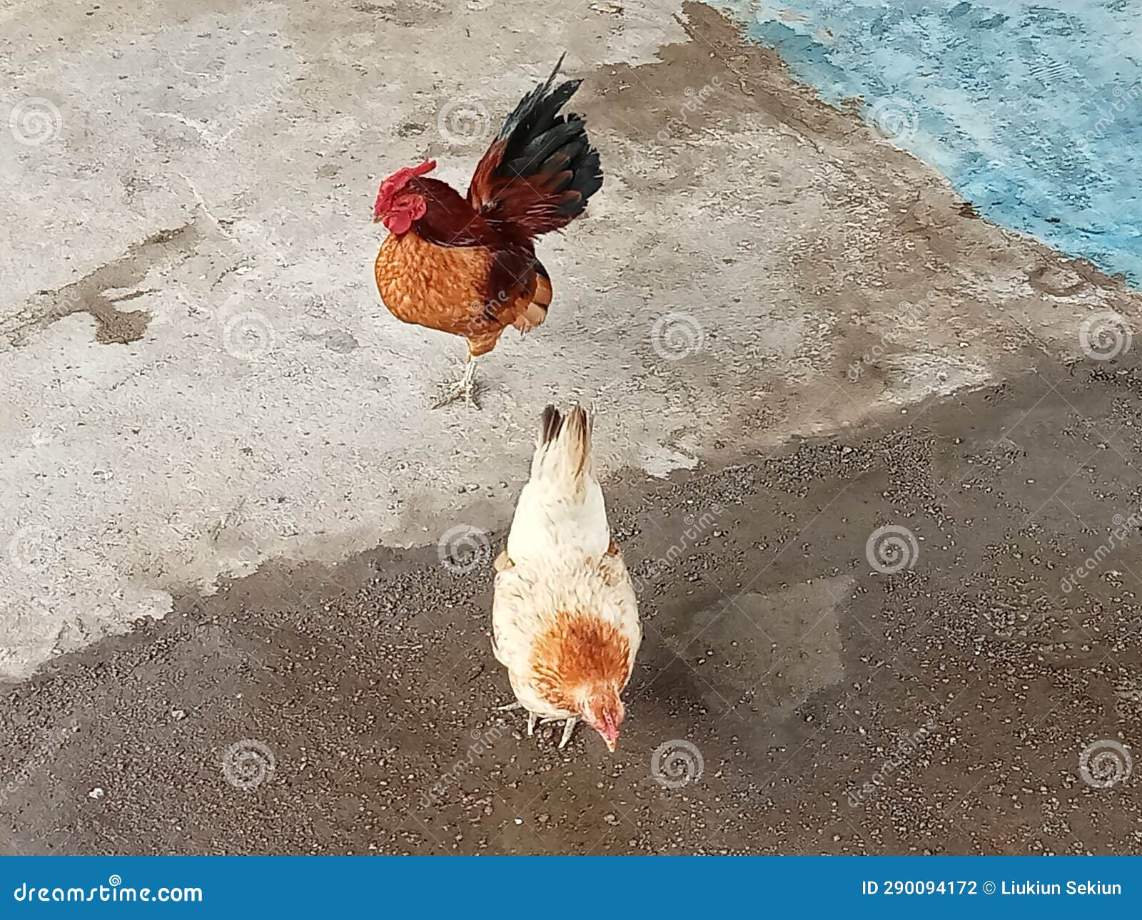 A pair of dwarf chickens stock photo. Image of wing - 290094172