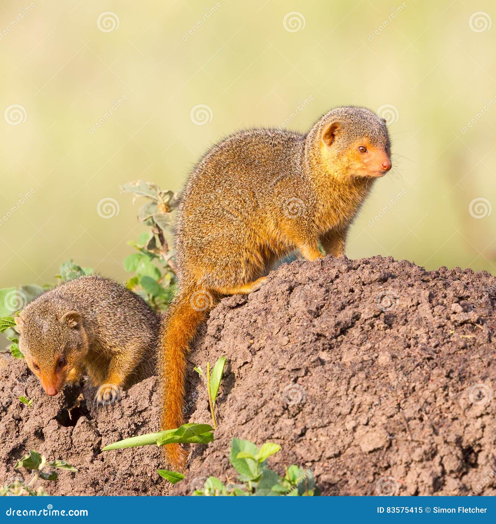 Pair Dwarf Mongooses on Termite Hill Stock Image - Image of adorable ...