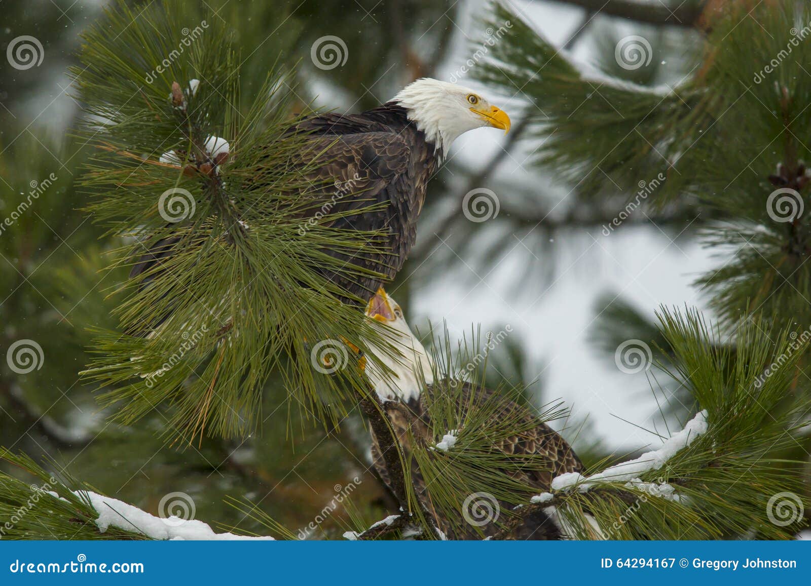 Pair of eagles in a tree. stock image. Image of eagle - 64294167