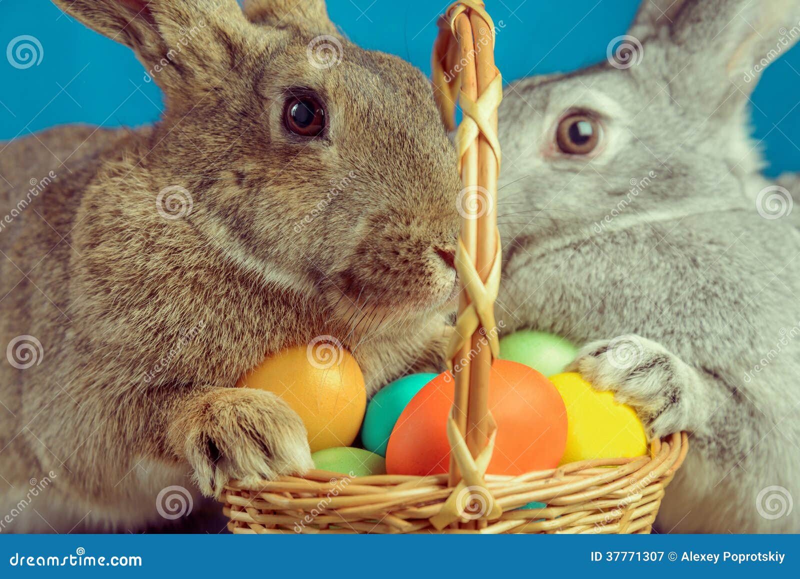 Pair of Easter bunny stock image. Image of hare, celebration - 37771307