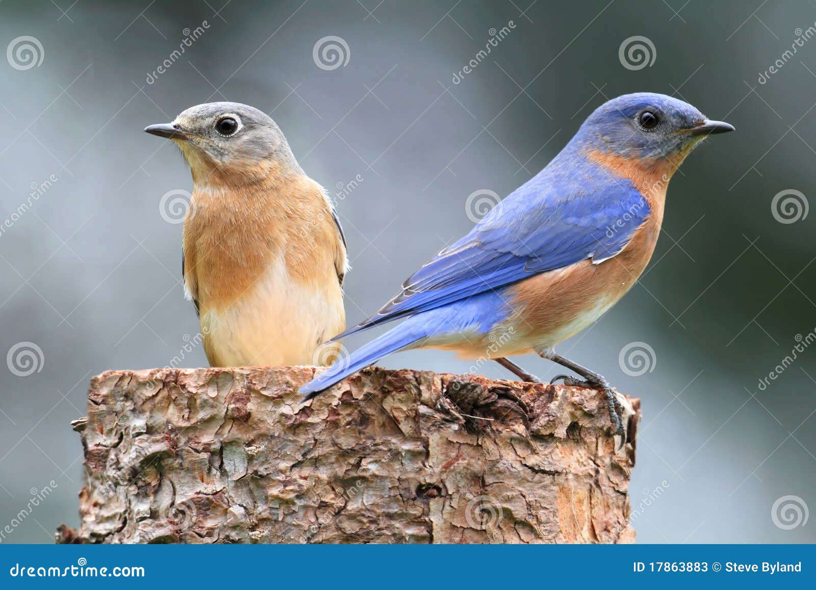 Pair of Eastern Bluebird stock image. Image of ornithology - 17863883