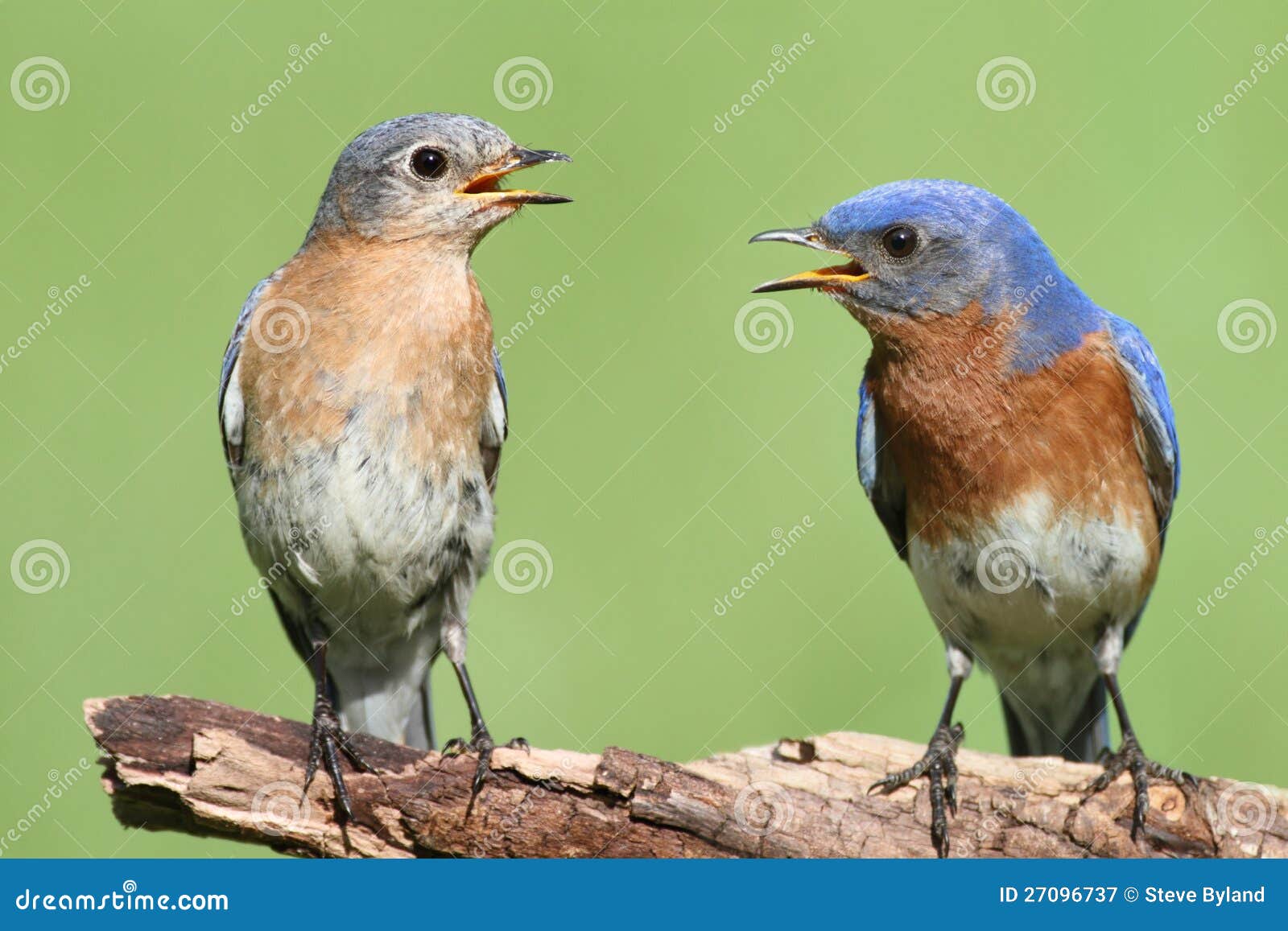 Pair of Eastern Bluebird stock image. Image of male, couple - 27096737