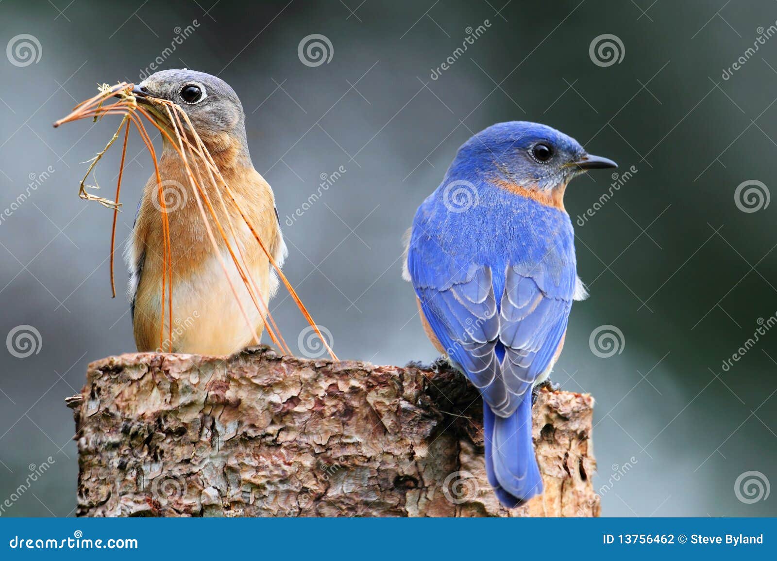 Pair of Eastern Bluebirds stock photo. Image of couple - 13756462