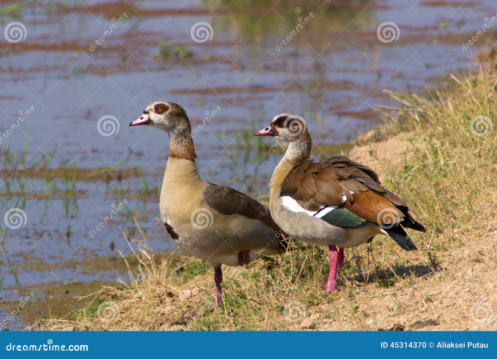 Pair of Egyptian geese stock photo. Image of goose, safari - 45314370