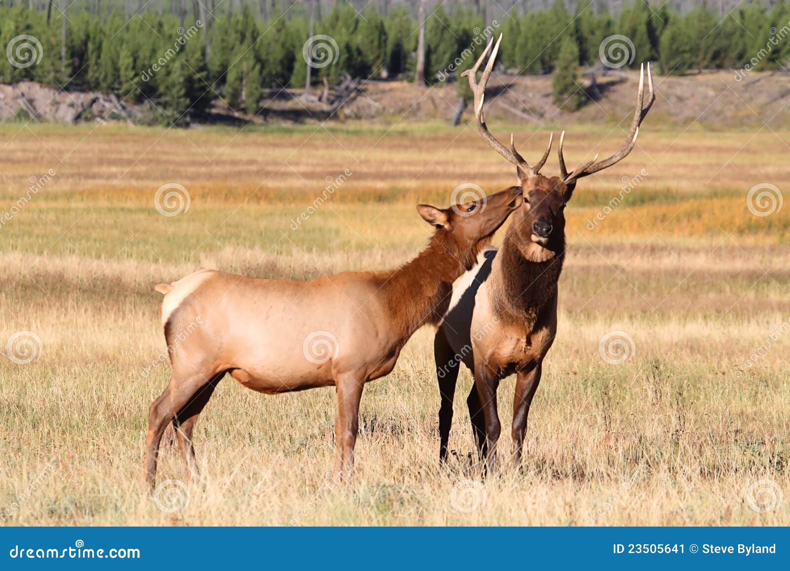Pair of Elk stock image. Image of wild, park, canadensis - 23505641
