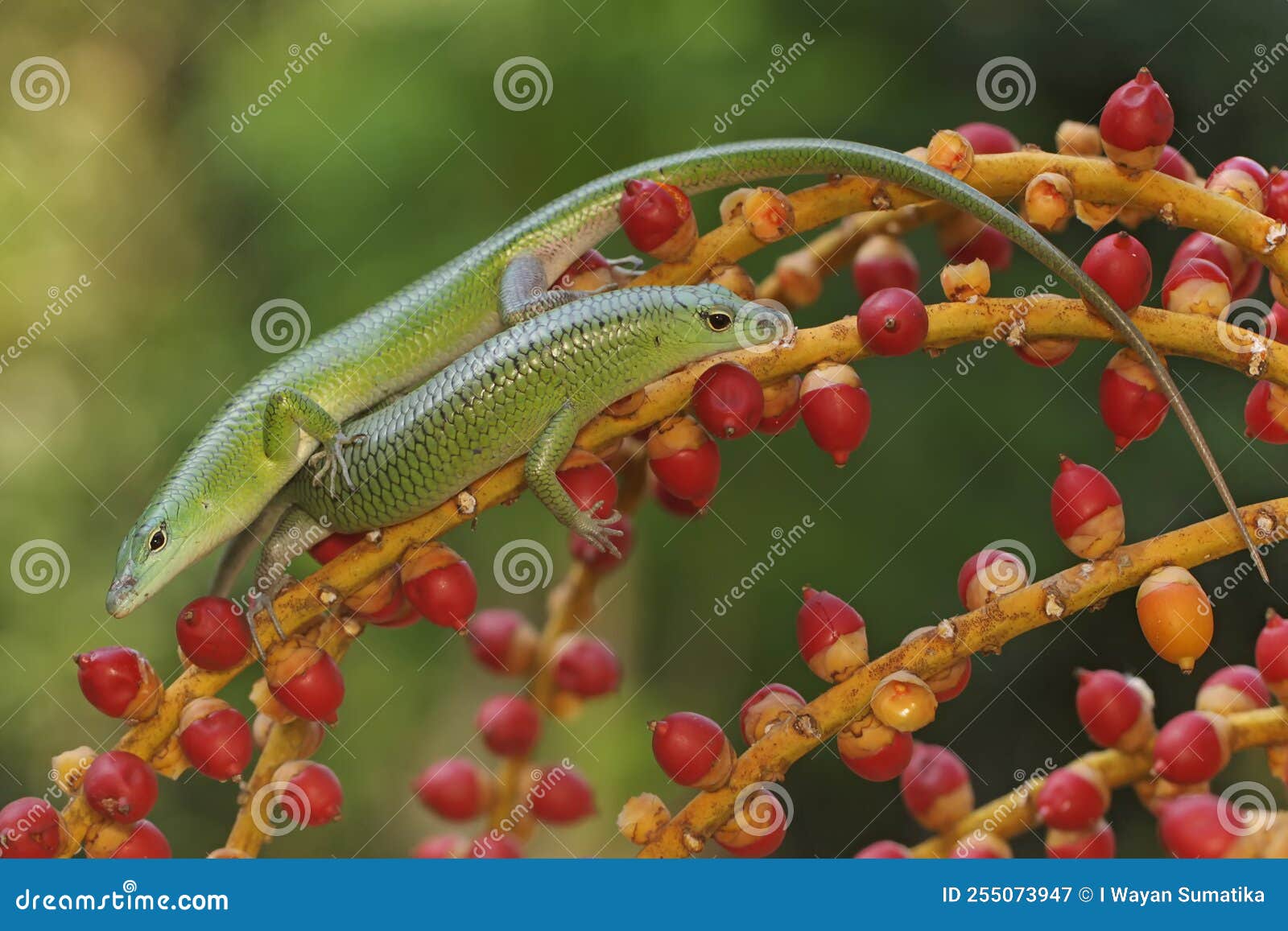 A Pair of Emerald Tree Skinks are Looking for Prey in a Palm Grove ...