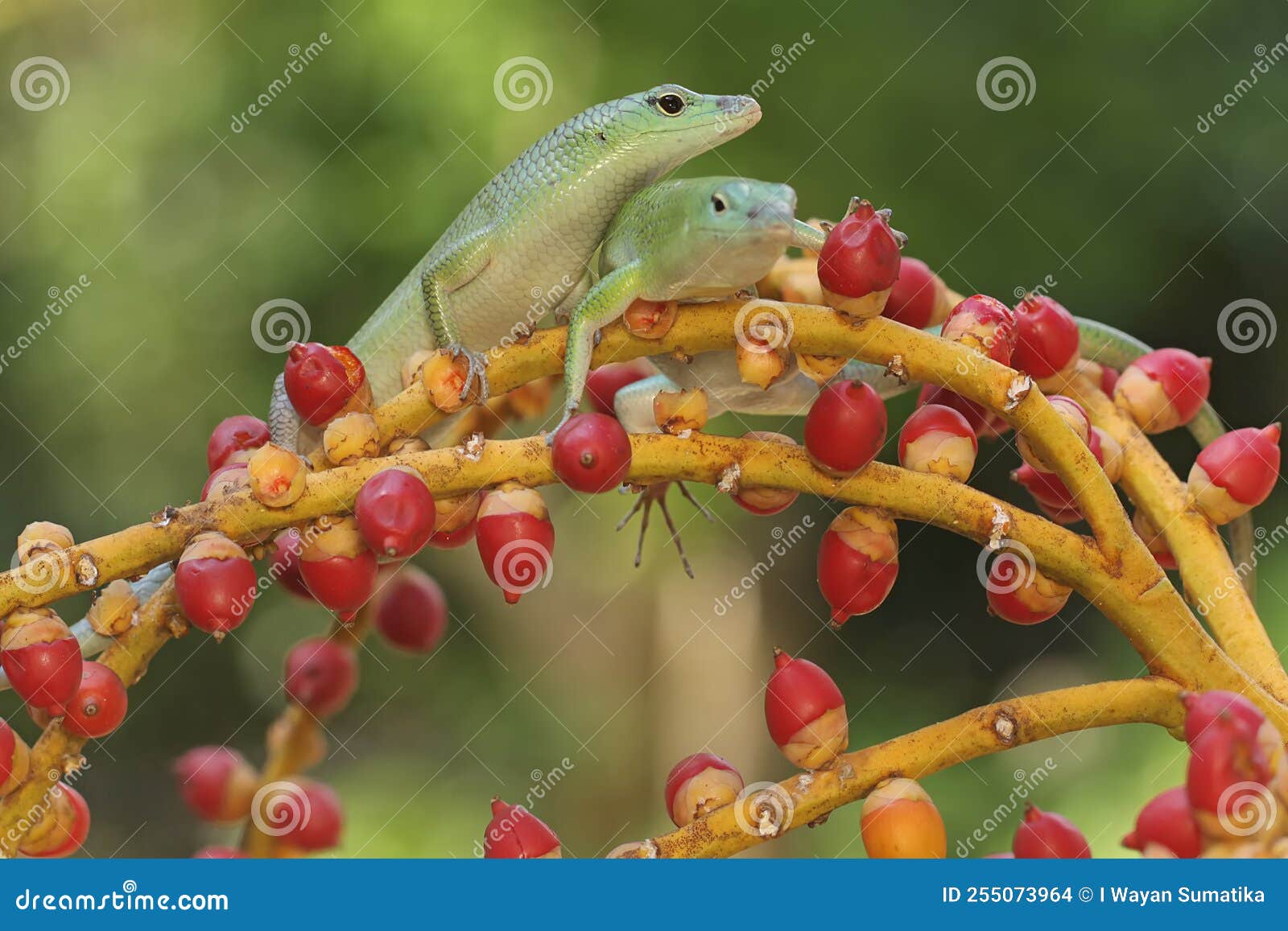 A Pair of Emerald Tree Skinks are Looking for Prey in a Palm Grove ...