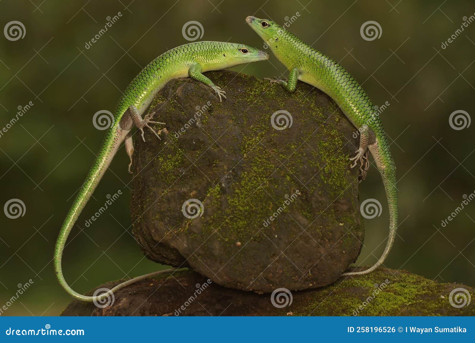 A Pair of Emerald Tree Skinks are Preparing To Mate. Stock Photo ...