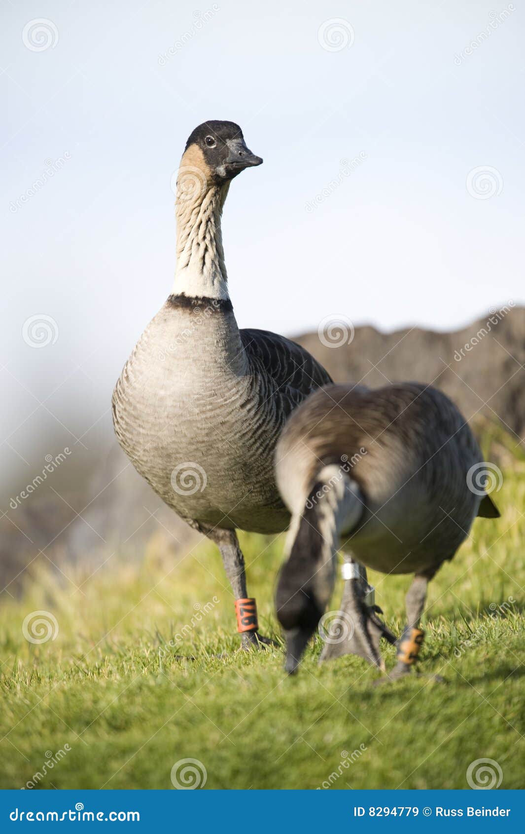 A Pair of Endangered Hawaiian Geese (Nene) Stock Image - Image of ...