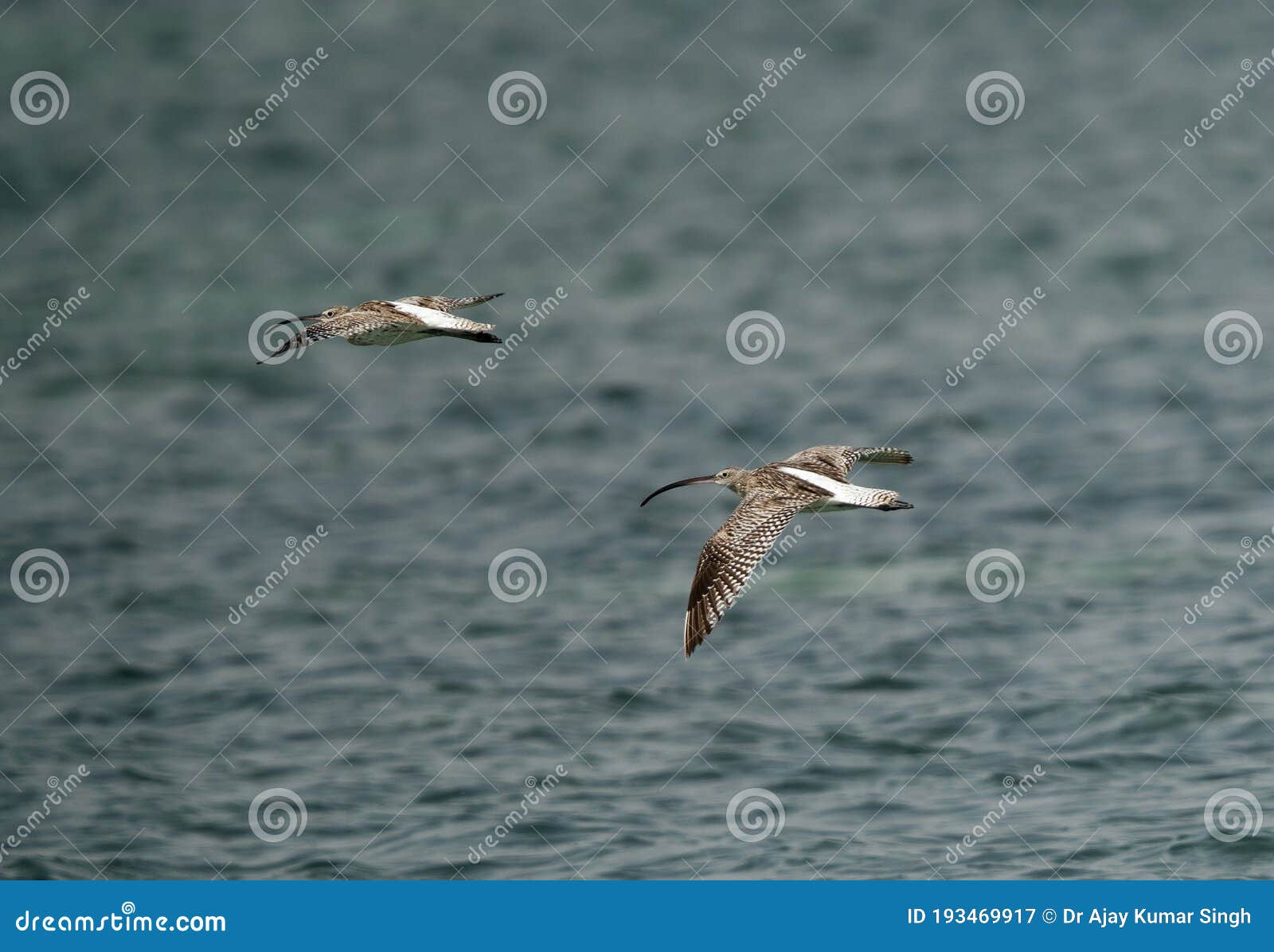 A Pair of Eurasian Curlew Flying Stock Image - Image of animalia ...