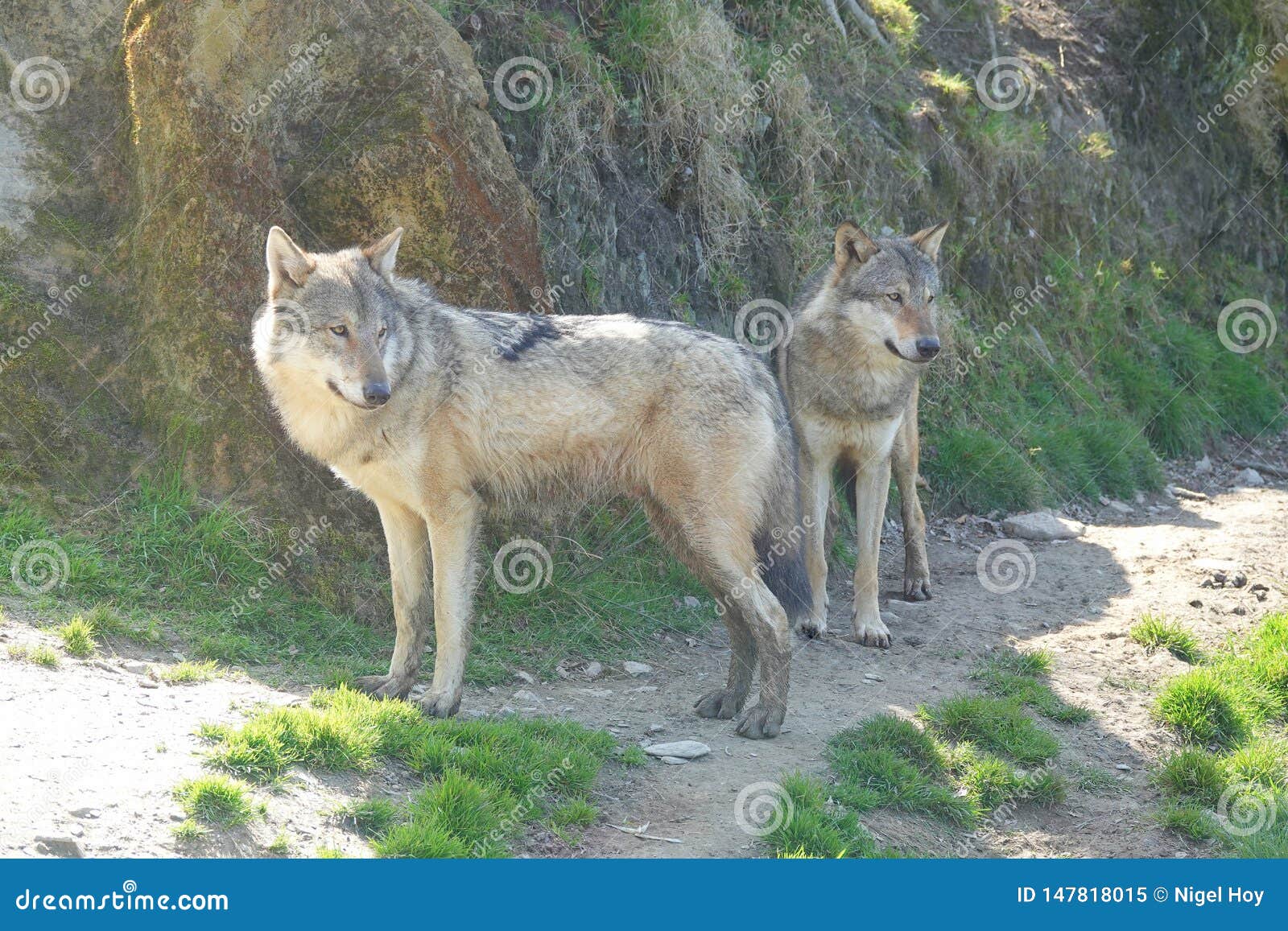 Pair of Eurasian Wolves Standing Stock Image - Image of standing, lupus ...