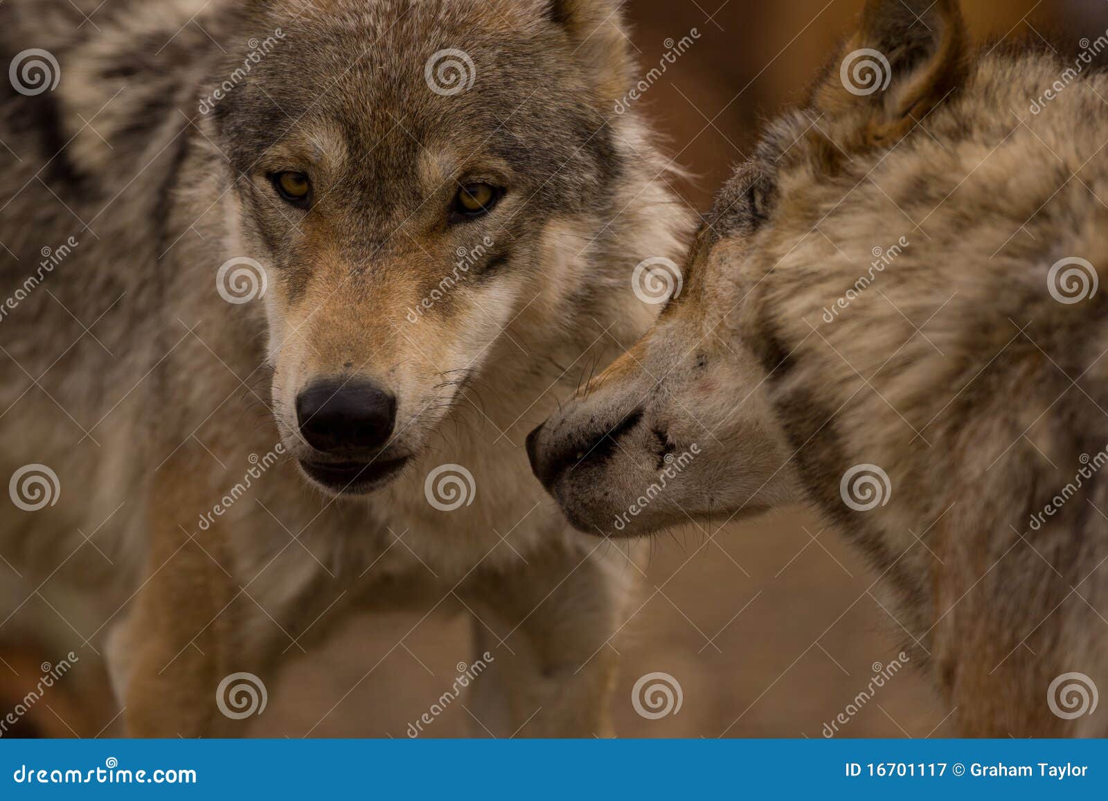 A pair of European Wolves stock image. Image of conflict - 16701117
