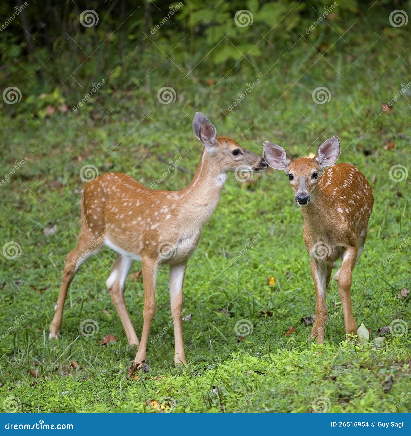 Pair of fawns stock photo. Image of brown, green, ears - 26516954