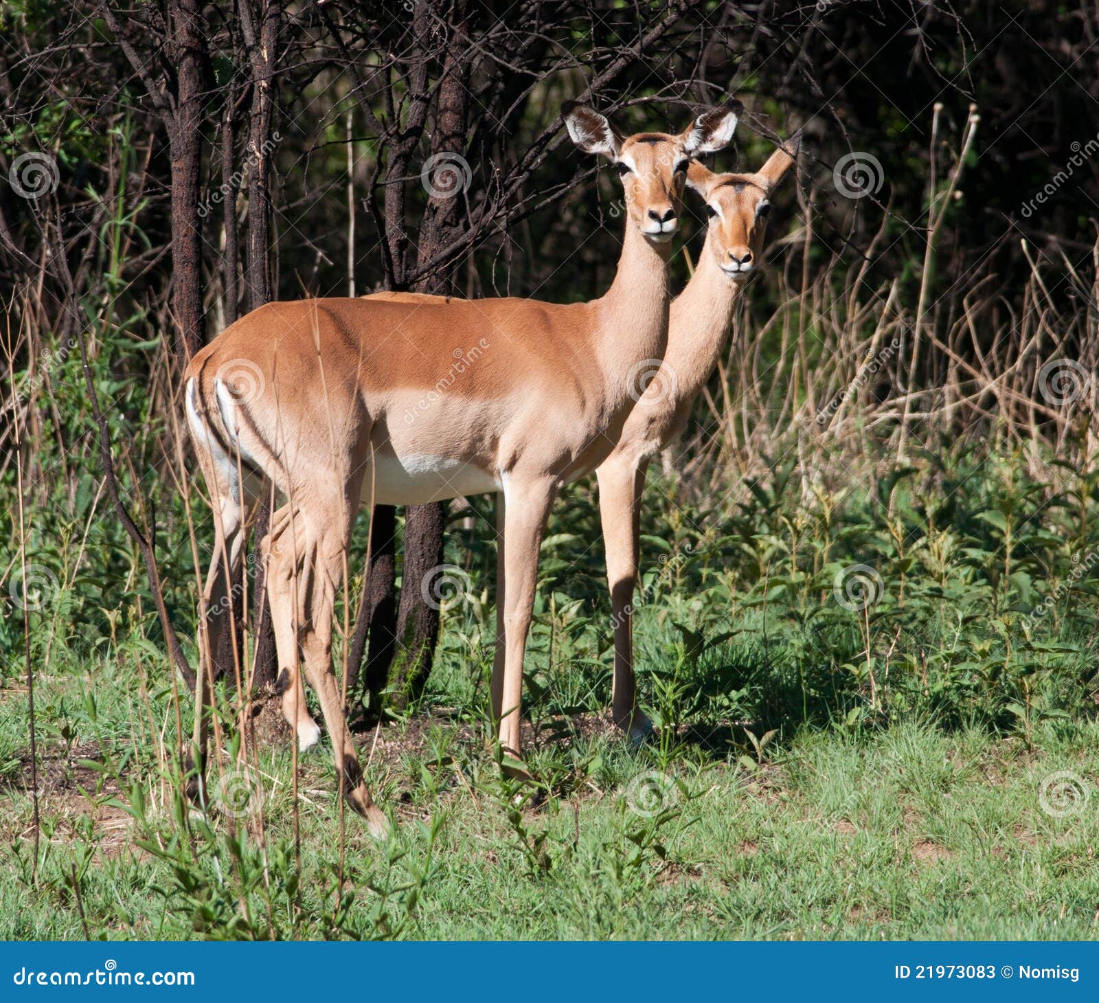 Pair of female Impala stock image. Image of impala, young - 21973083