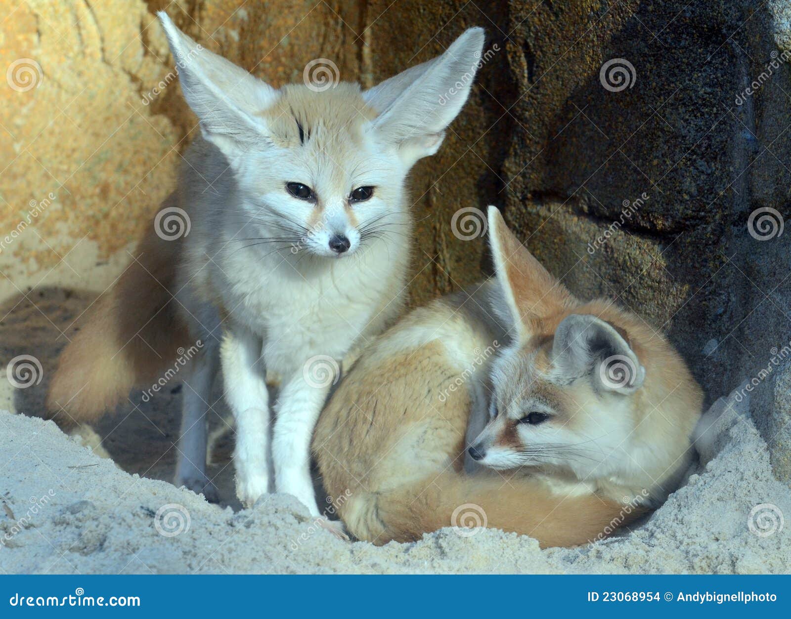 A pair of Fennec Foxes stock photo. Image of mammal, north - 23068954