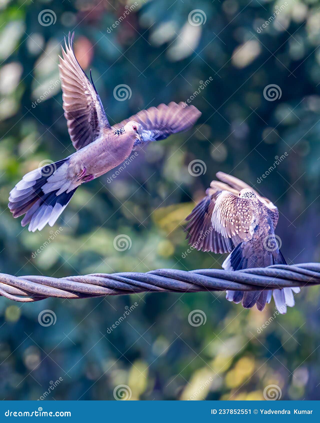 A pair of Fighting Doves stock image. Image of natural - 237852551