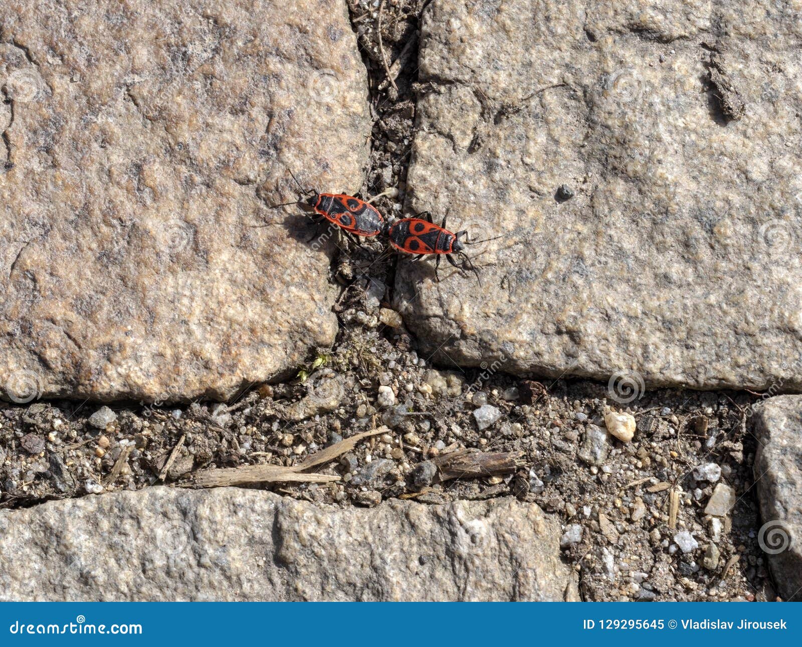 Firebugs-Pyrrhocoris Apterus-03 Royalty-Free Stock Image ...