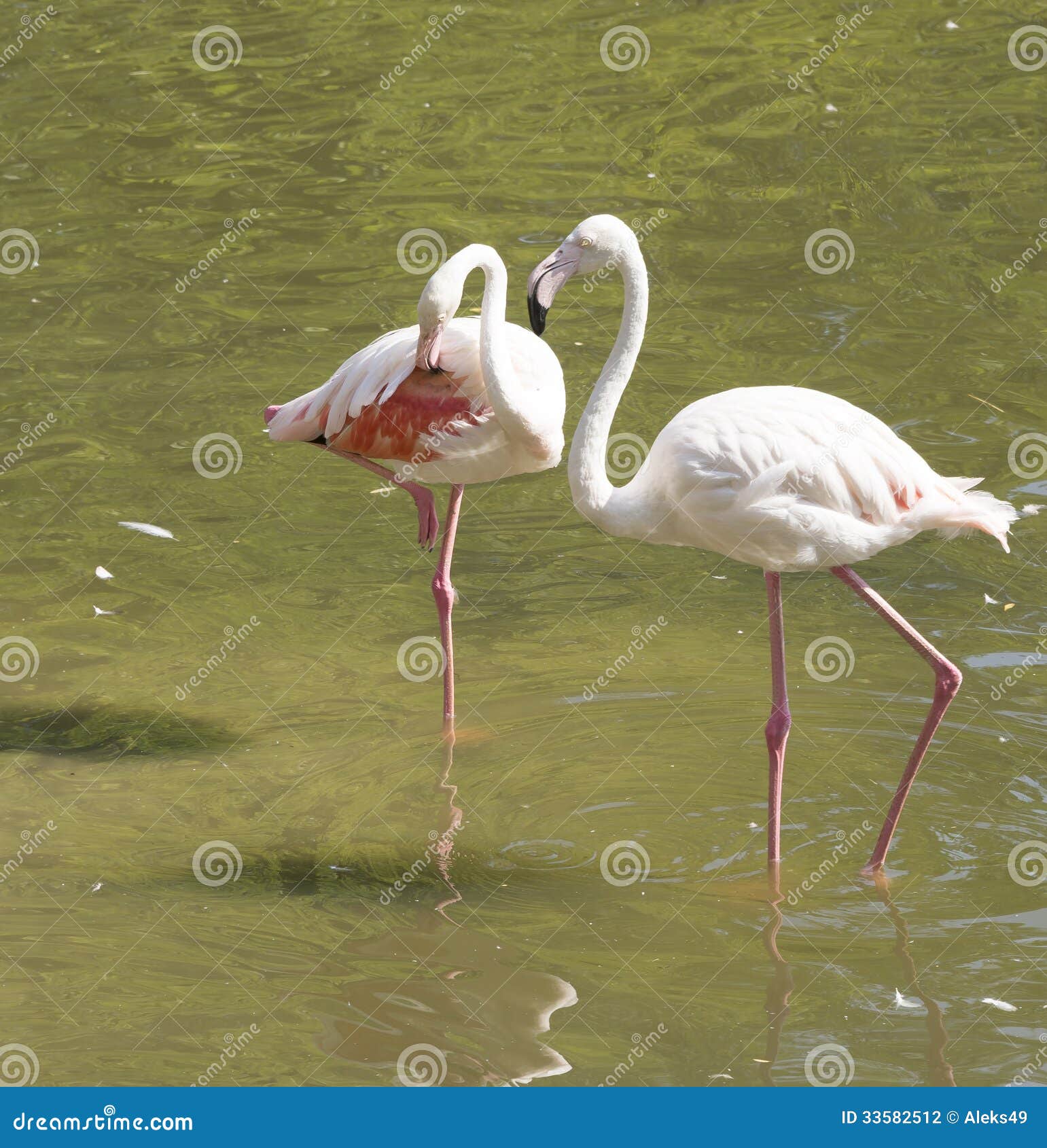A pair of flamingos stock photo. Image of locations, color - 33582512