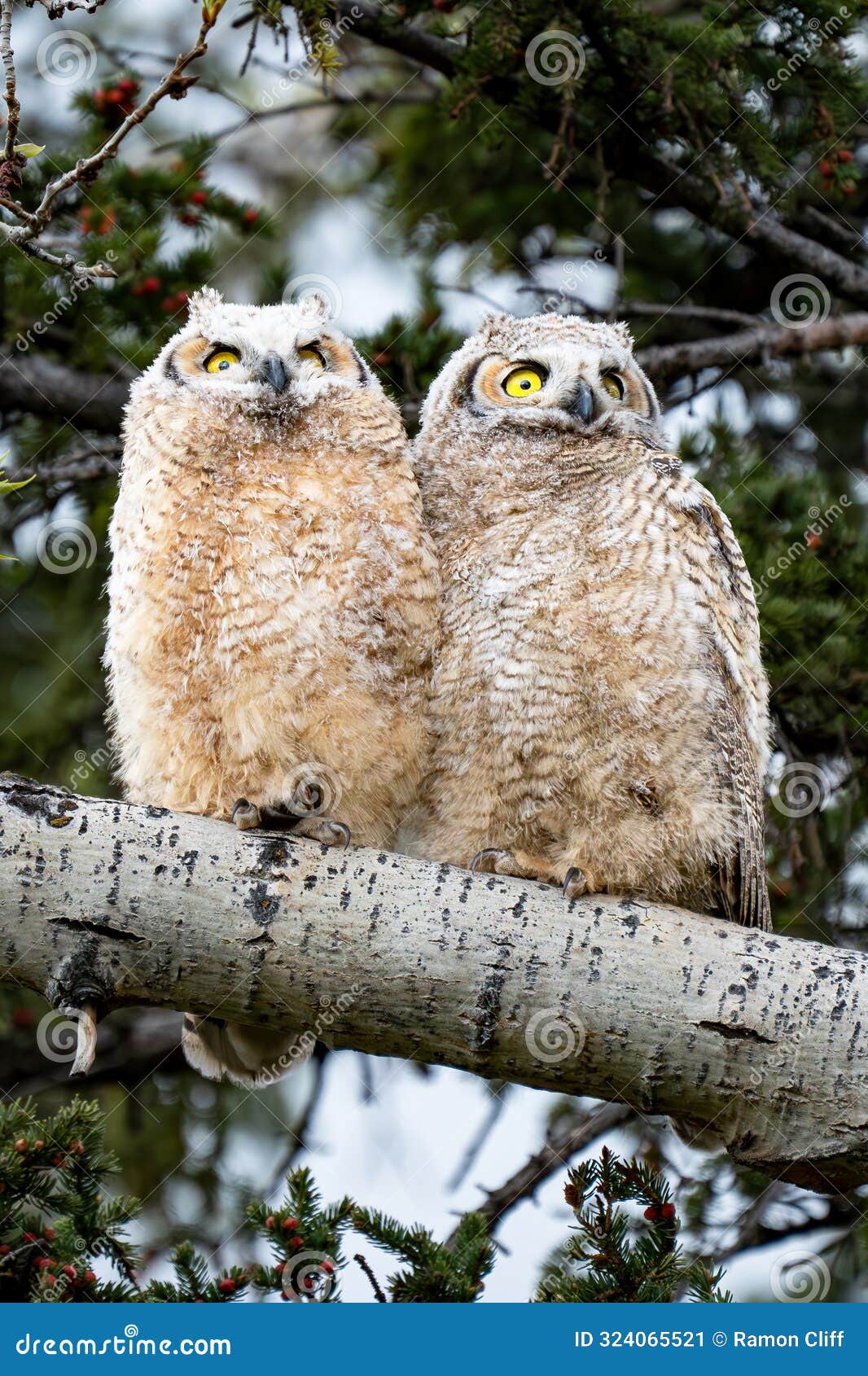 Pair of Fledgling Great Horned Owls Standing Together on a Tree Branch ...