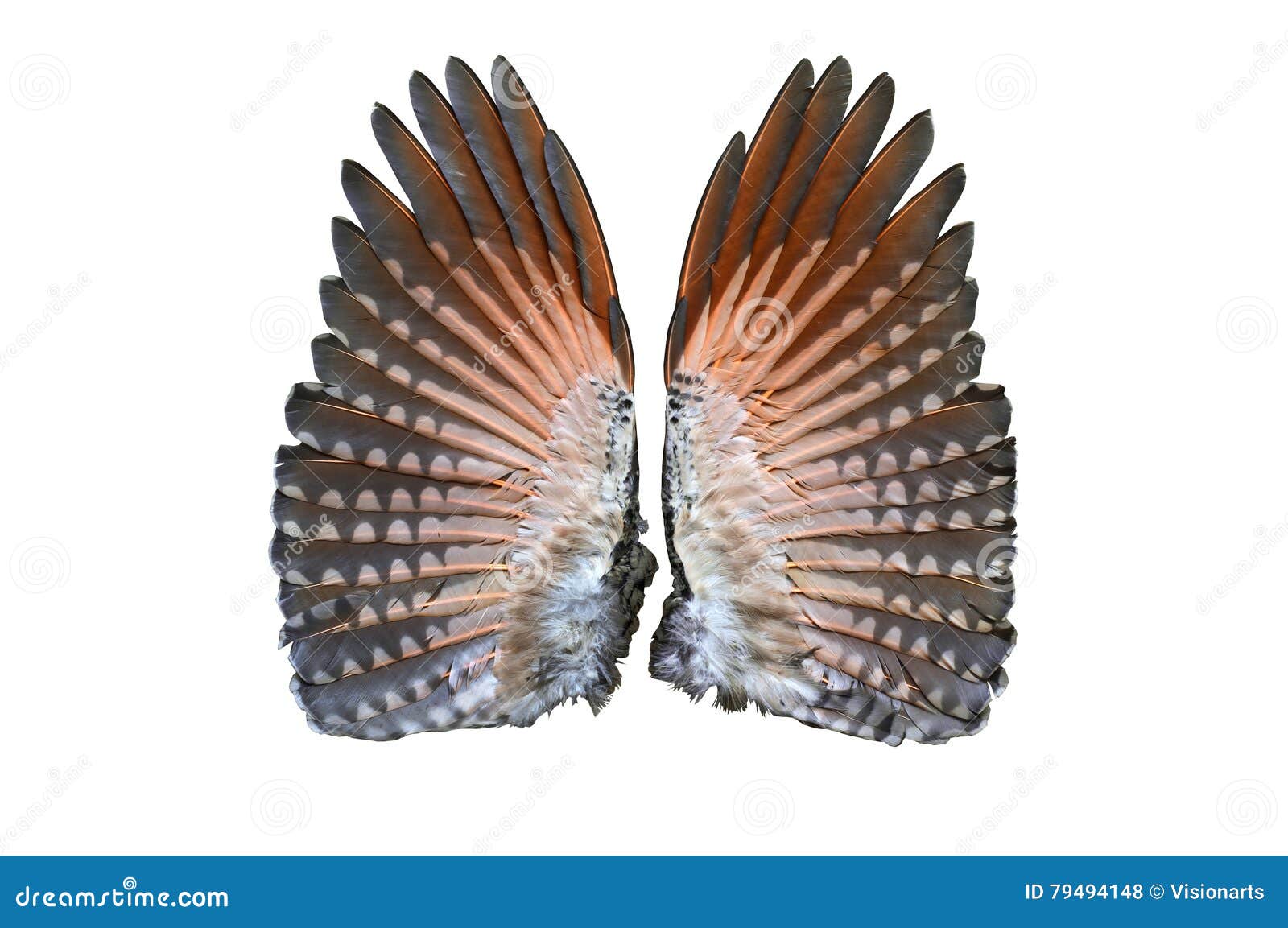 Pair of Flicker Bird Under Wings Stock Photo - Image of wicket, black ...