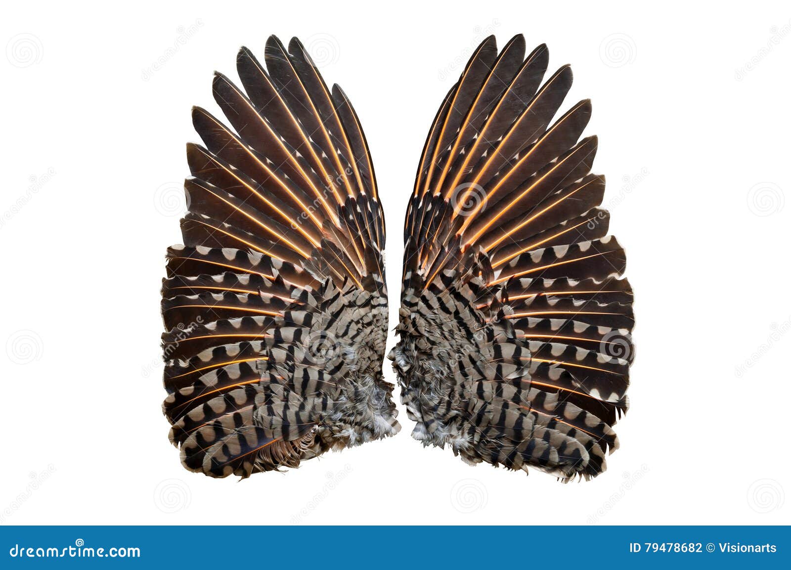 Pair of Flicker Bird Upper Wings Stock Photo - Image of piciformes ...