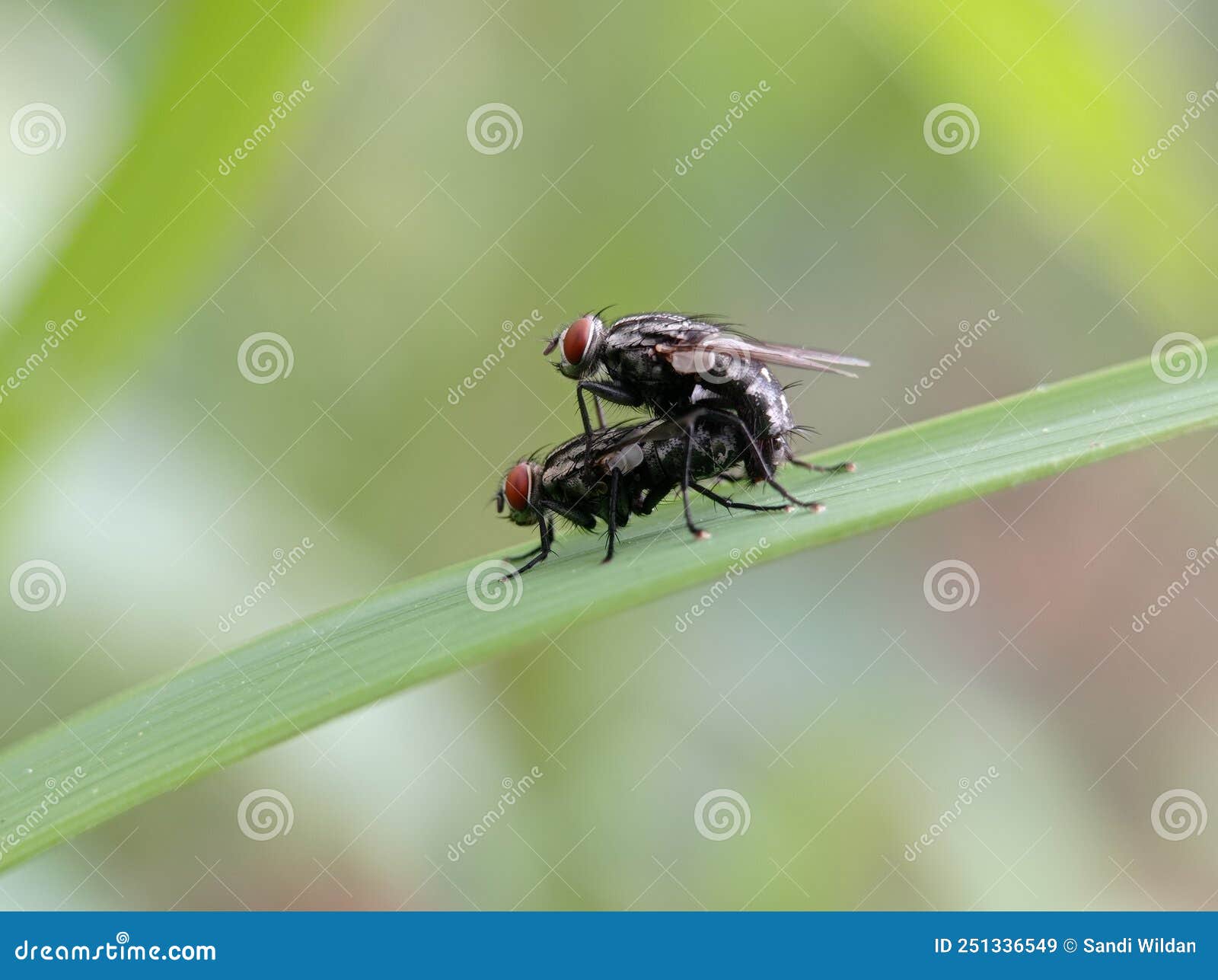 A Pair of Flies Mating on a Leaf in the Morning on a Blurred Background ...