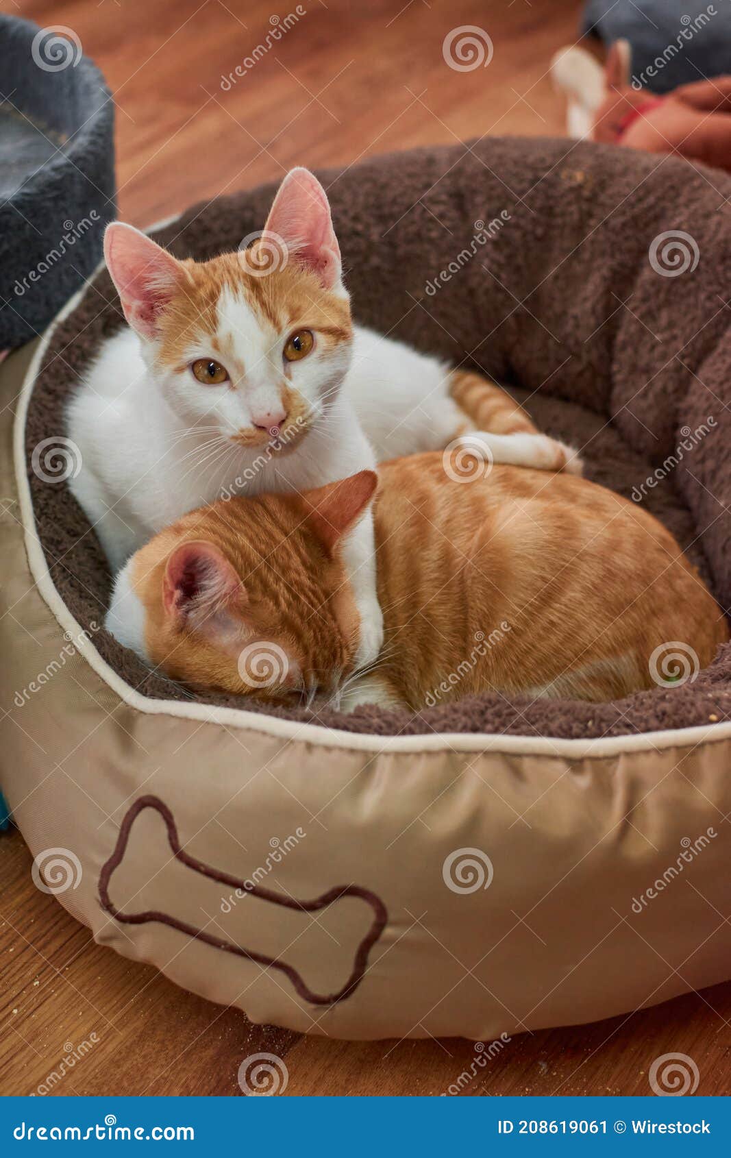 Pair of Fluffy Cats Cuddling in the Pet Bed Stock Image - Image of ...