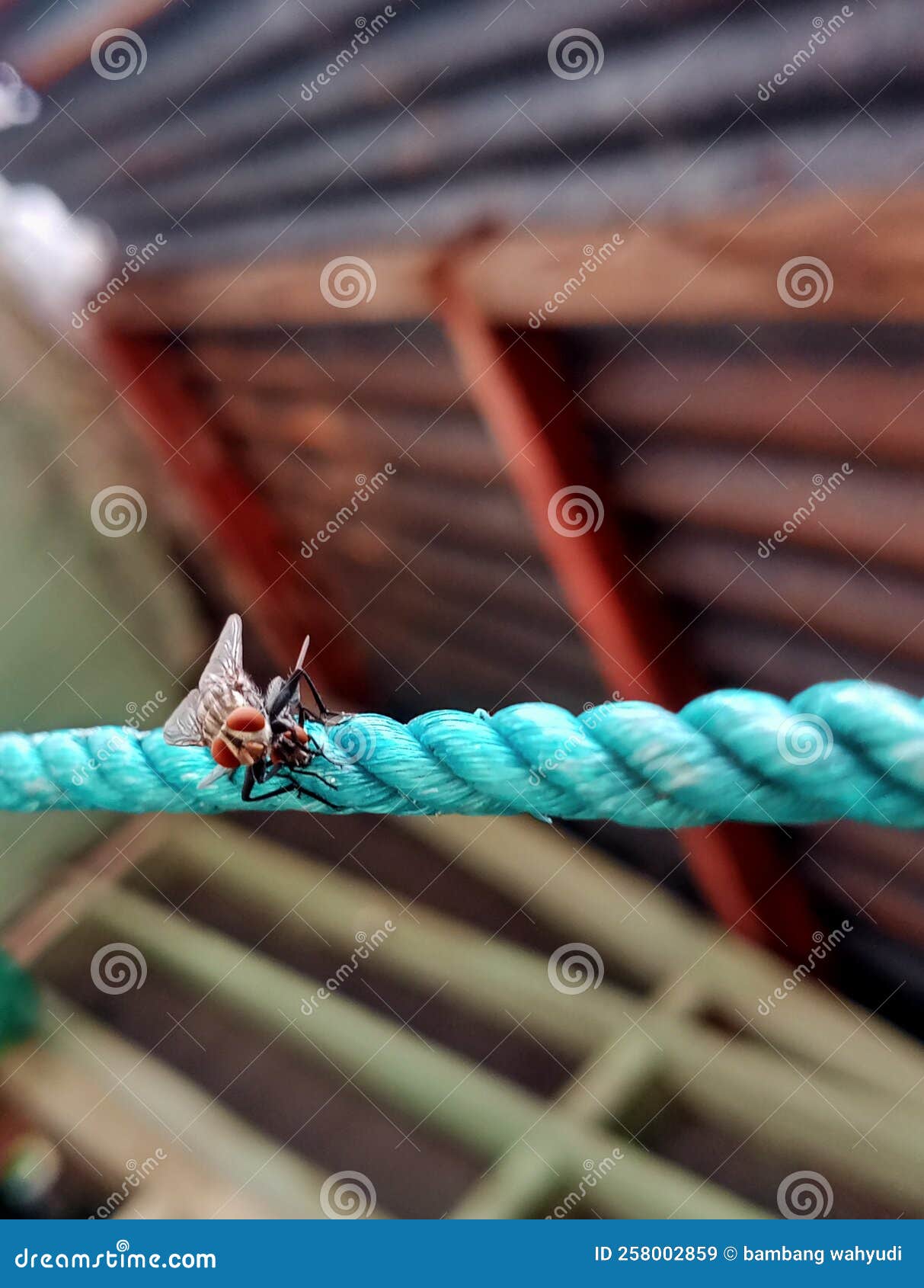 A Pair of Fly Having Fun on a Rope Stock Image - Image of pair, rope ...