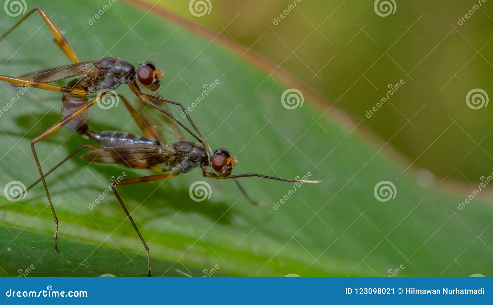 A Pair of Fly Making Love on a Green Leaf Stock Image - Image of sexual ...