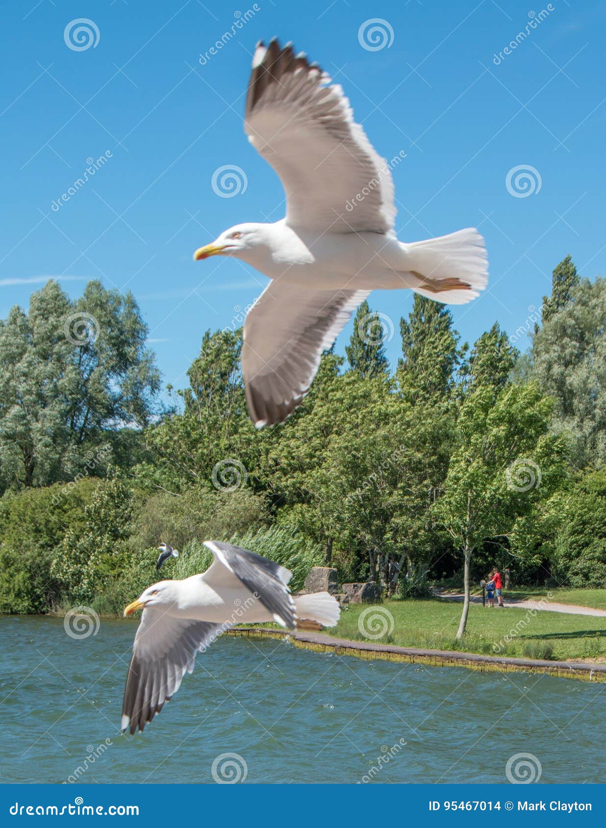 Pair of flying gulls stock photo. Image of bird, wildlife - 95467014
