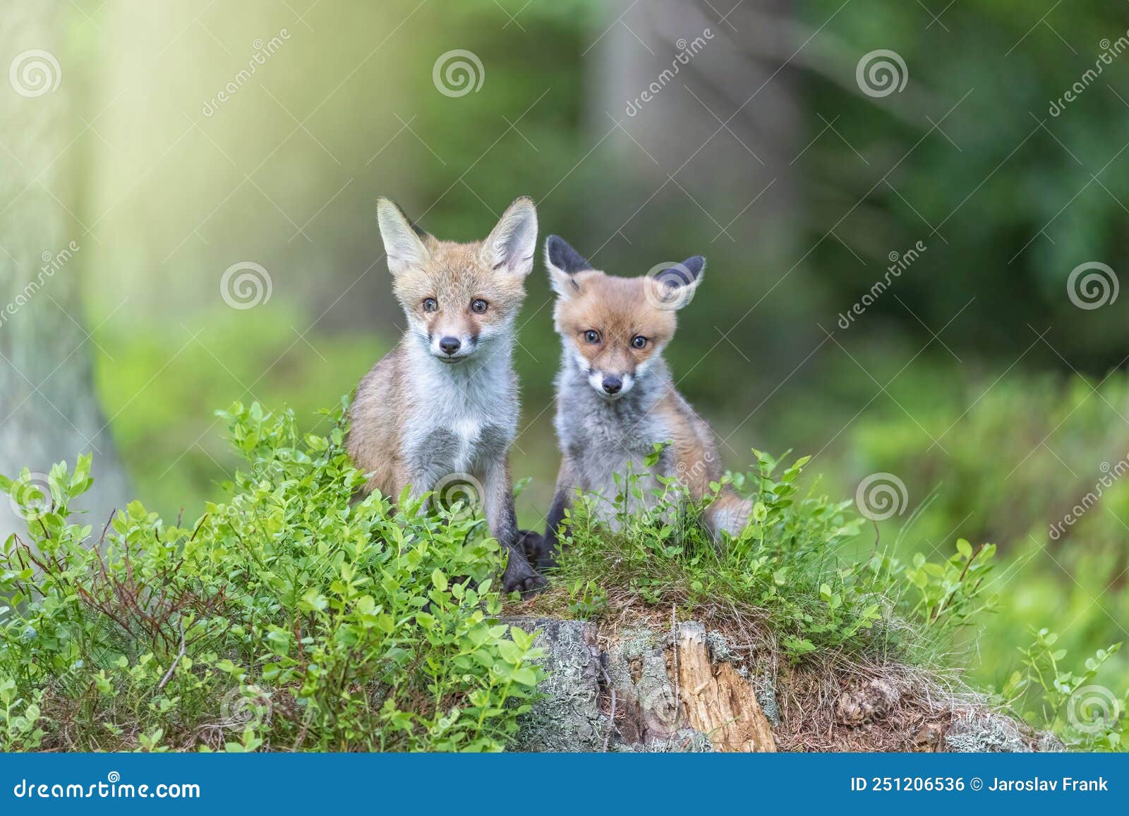 Pair of Fox Cubs Posing in the Forest Looking at the Camera Stock Photo ...