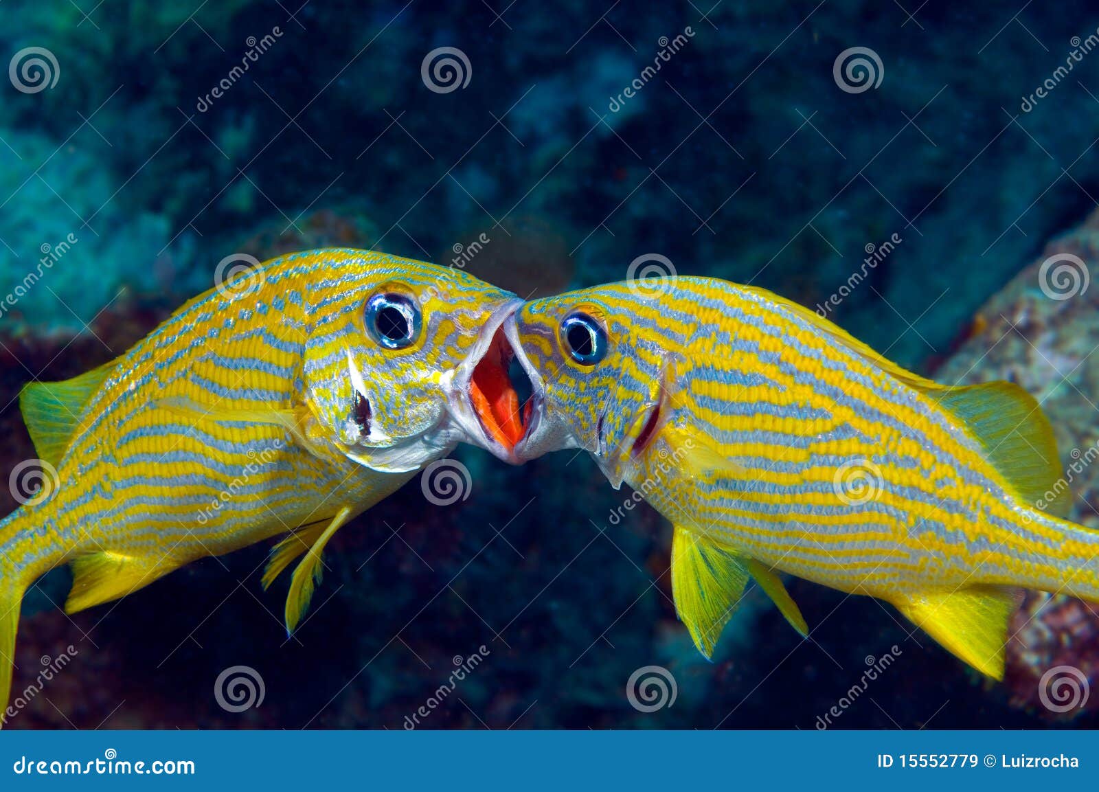 Pair of Frech Grunts stock image. Image of travel, caribbean - 15552779