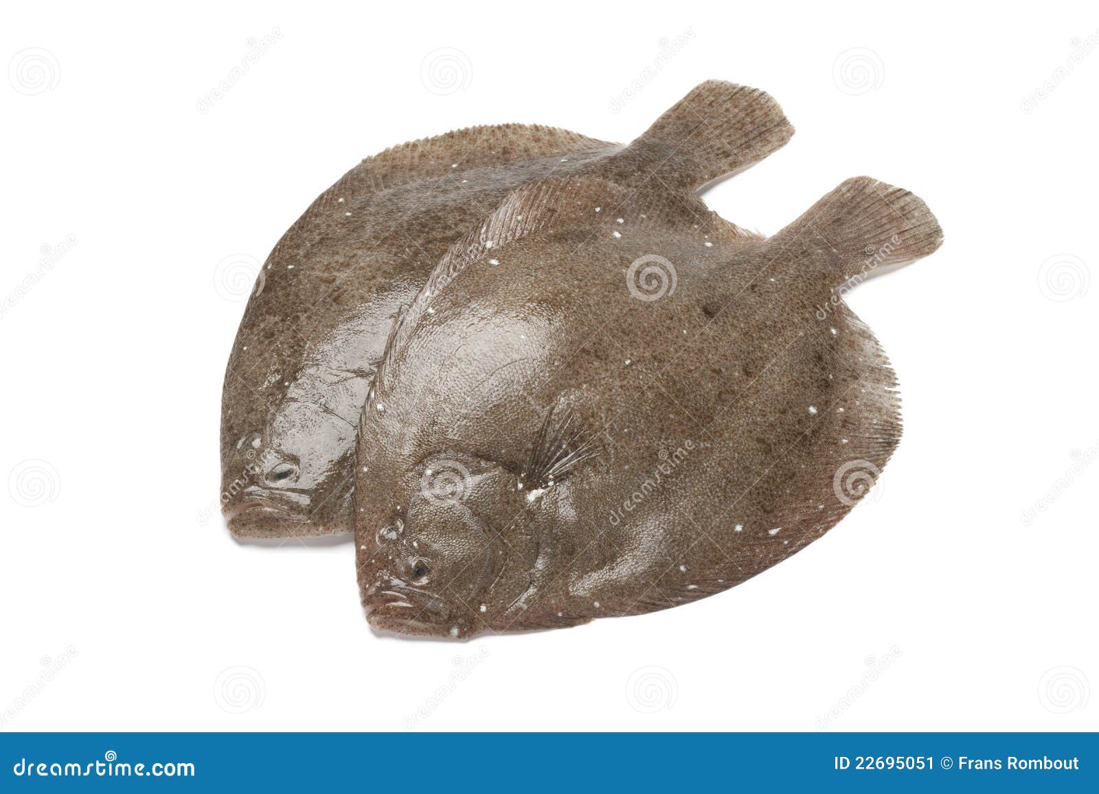 Pair of fresh brill fishes stock image. Image of scophthalmus - 22695051