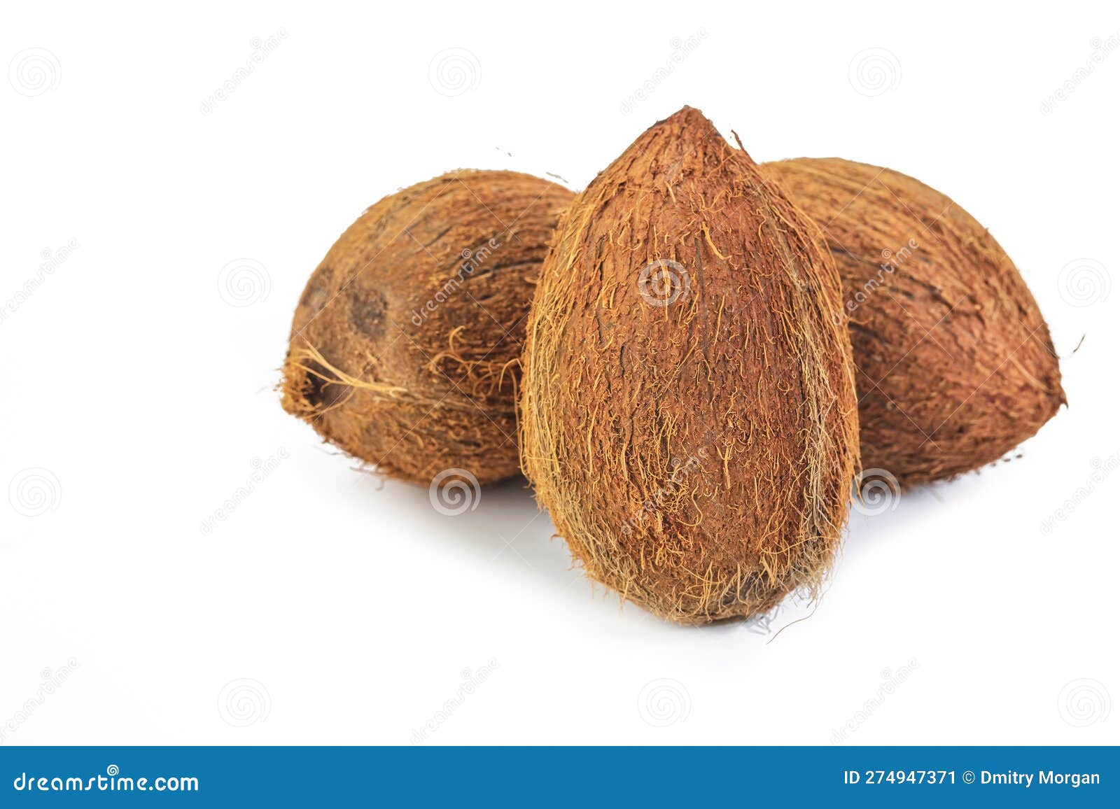 Pair of Fresh Coconuts Placed Together Isolated Over Pure White ...
