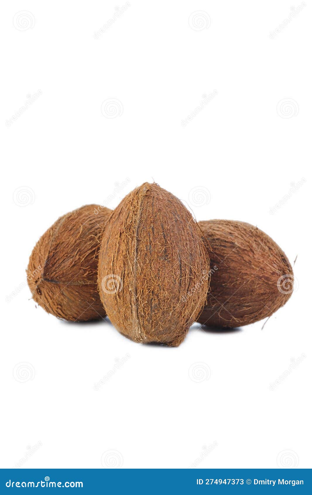 Pair of Fresh Coconuts Placed Together Isolated Over Pure White ...