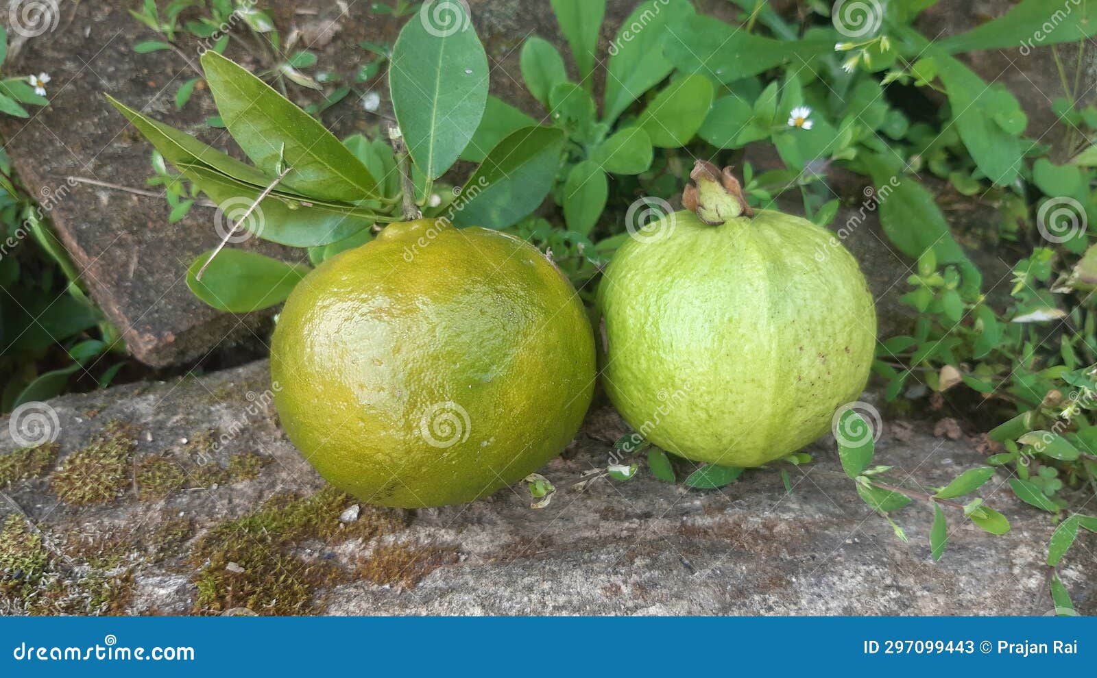 A Pair of Fresh Orange and Guava Stock Image - Image of strawberry ...