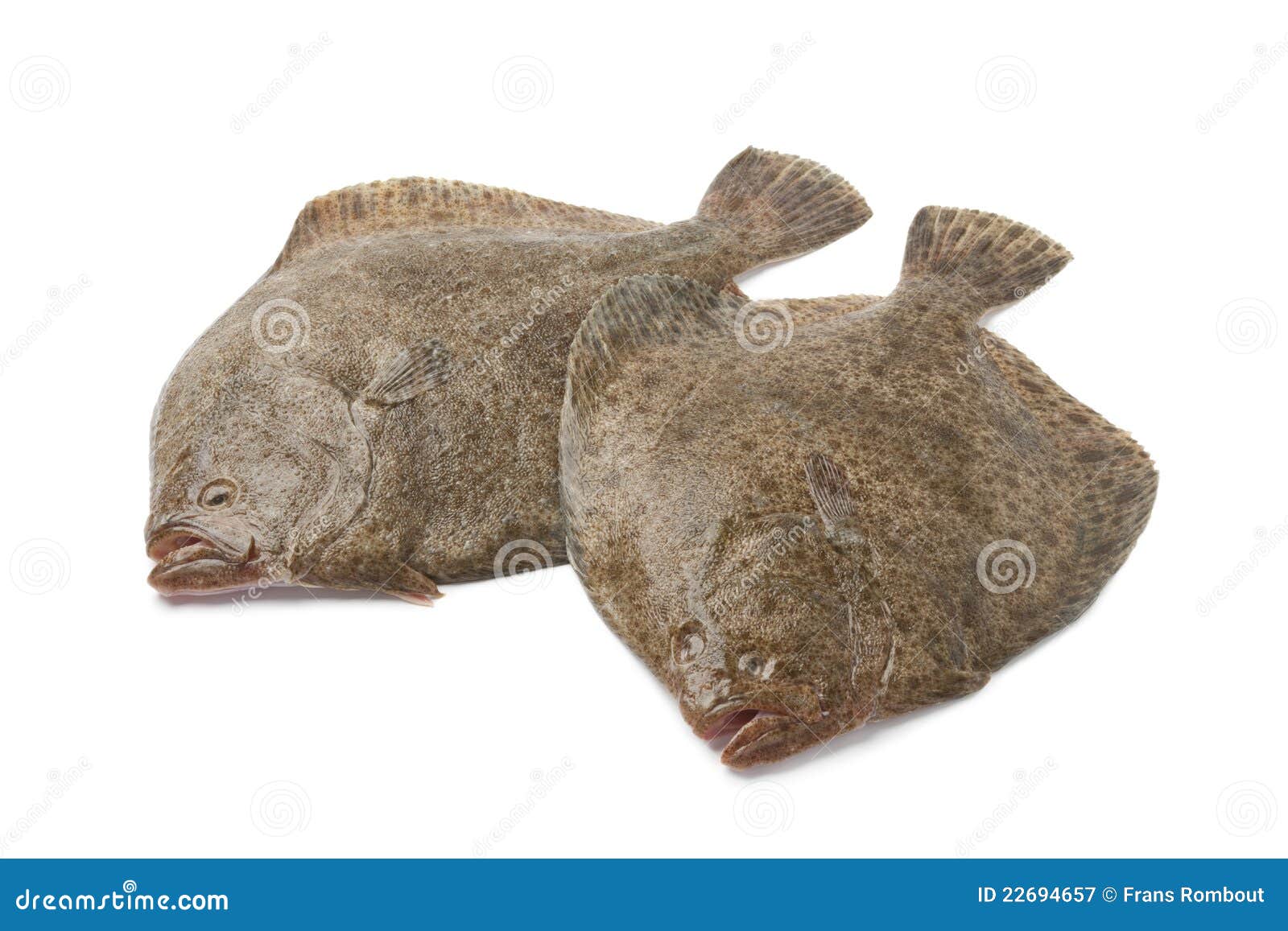 Pair of Fresh Turbot Fishes Stock Image - Image of white, fish: 22694657