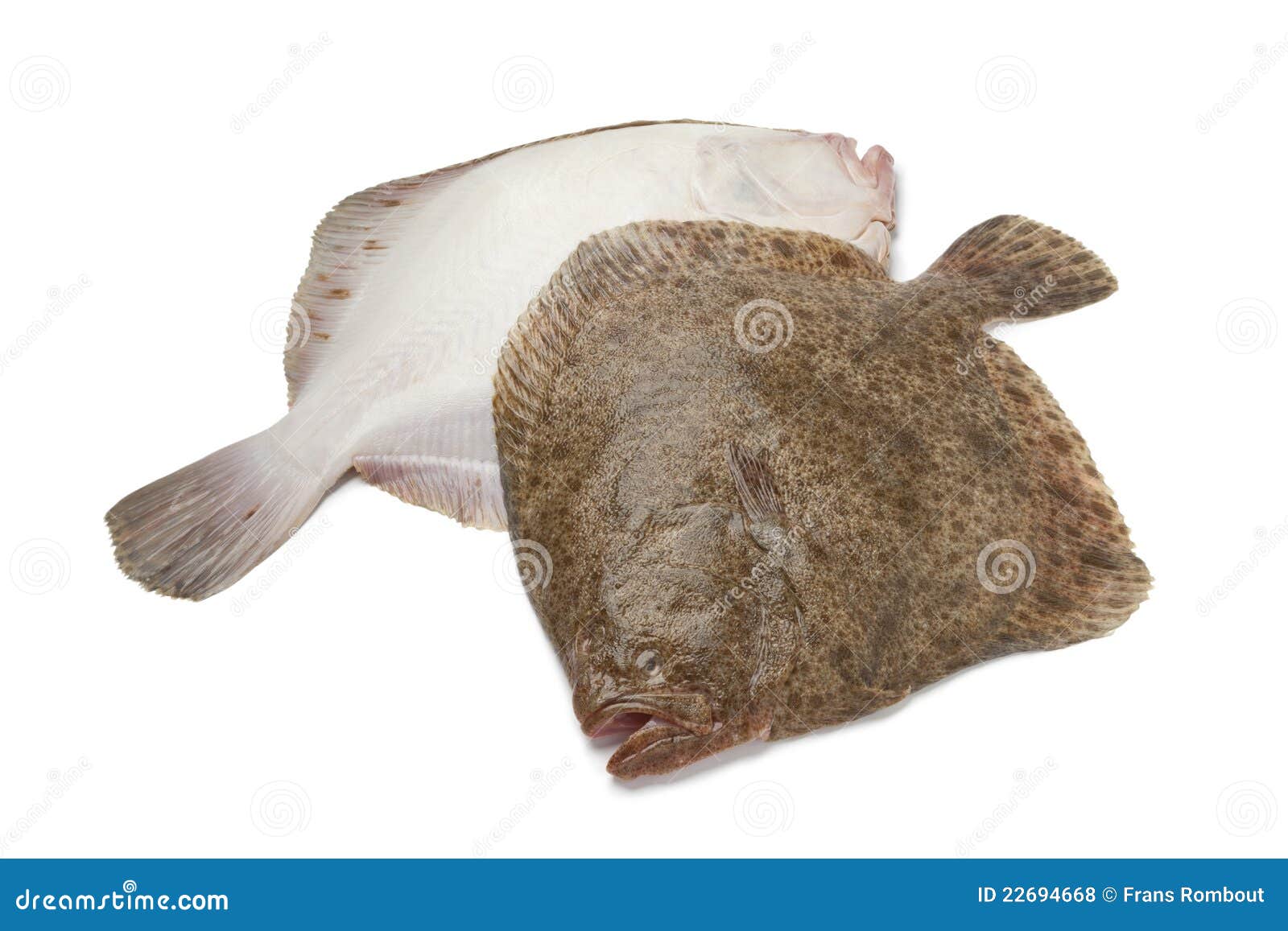 Pair of Fresh Turbot Fishes Stock Photo - Image of flatfish, studio ...