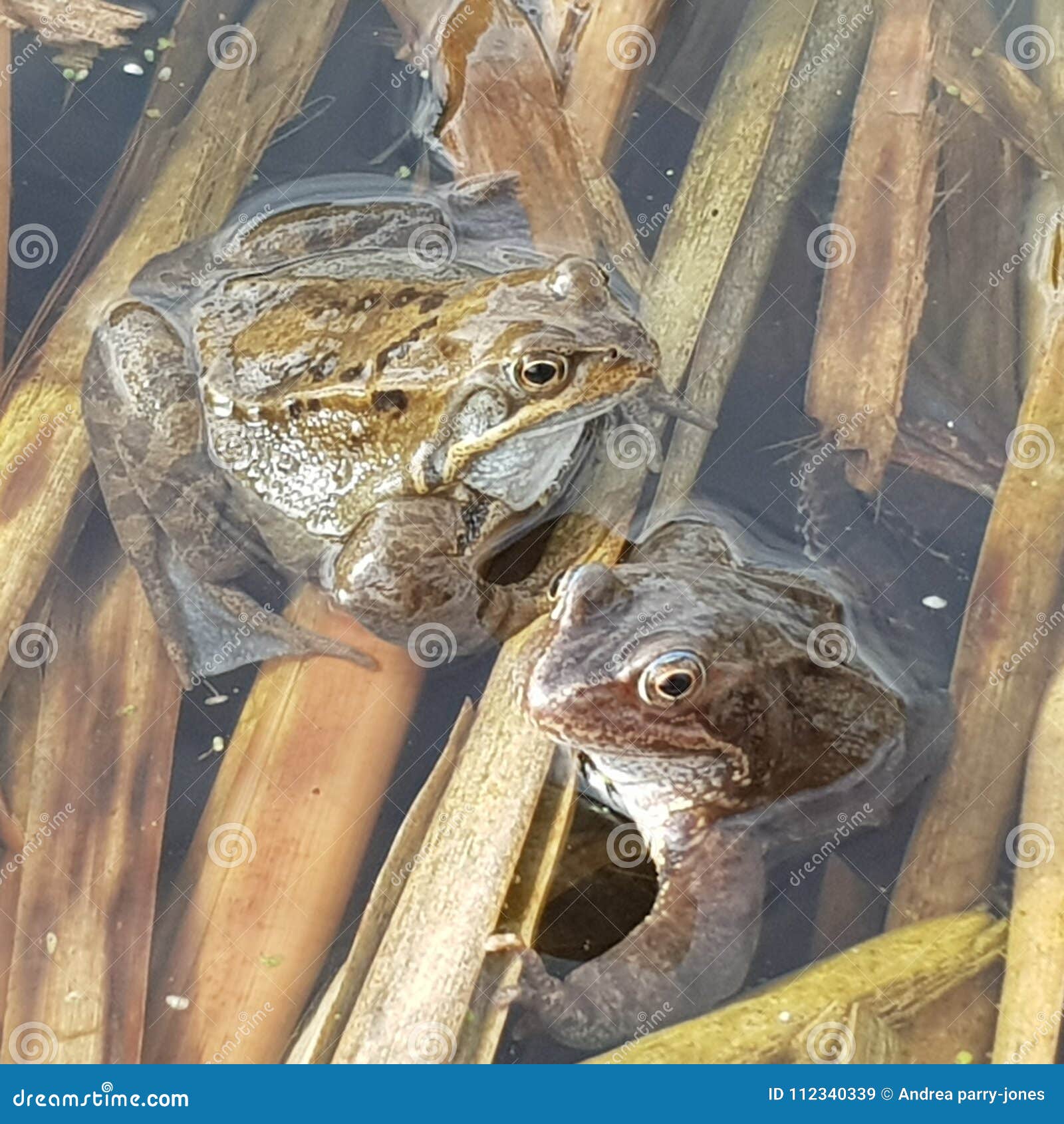 Pair of frogs stock image. Image of spring, looking - 112340339
