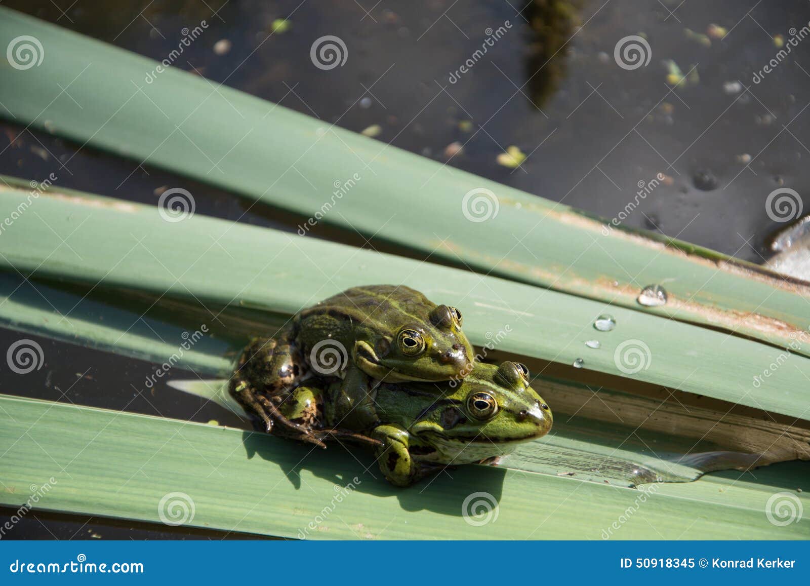 Pair of Frogs during Mating Stock Image - Image of frogs, amphibian ...