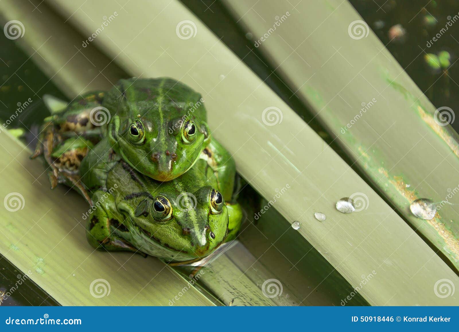 Pair of Frogs during Mating Stock Photo - Image of pond, frog: 50918446
