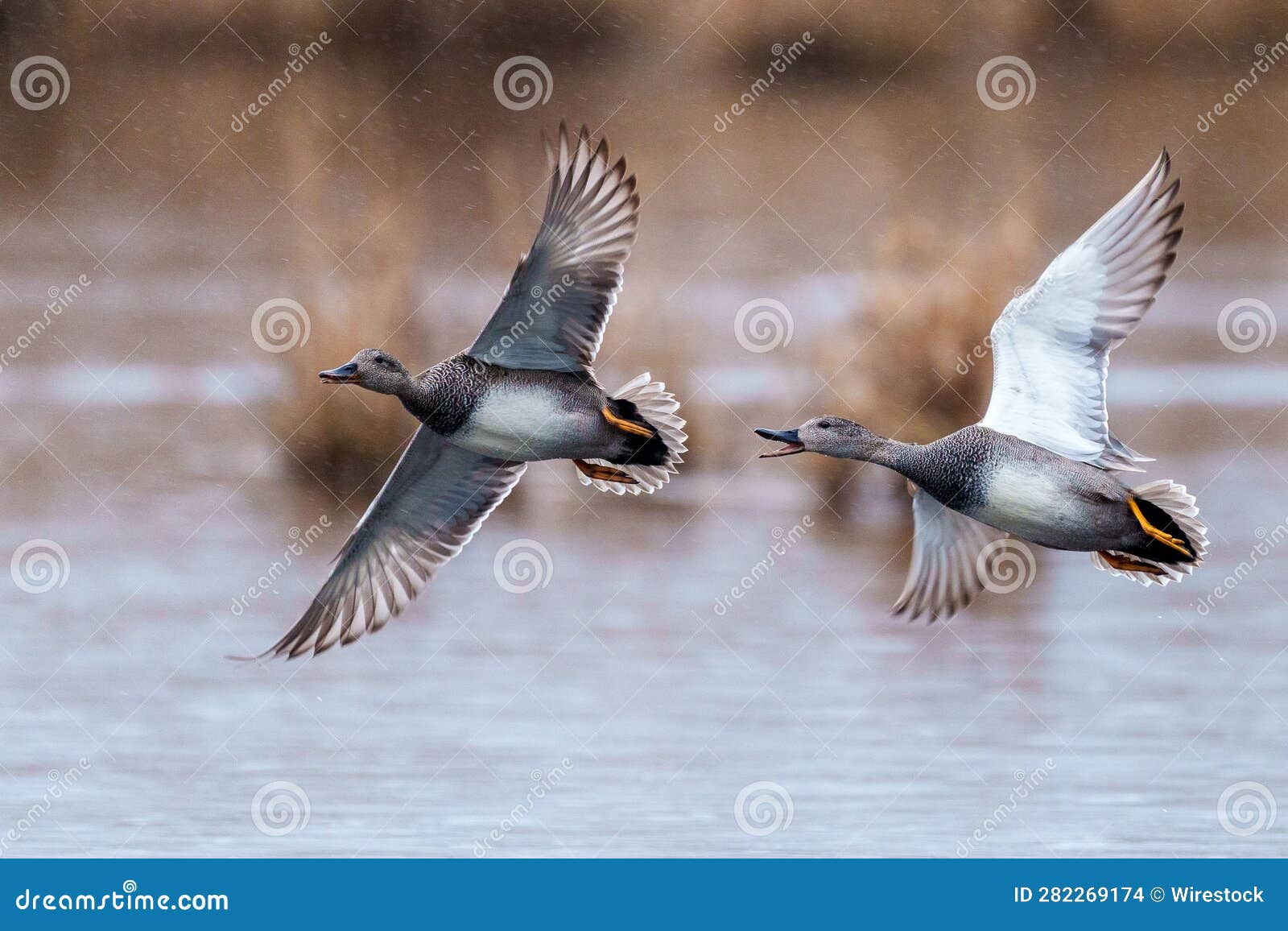 Pair of Gadwall Birds Soaring Over a Tranquil Lake Stock Photo - Image ...